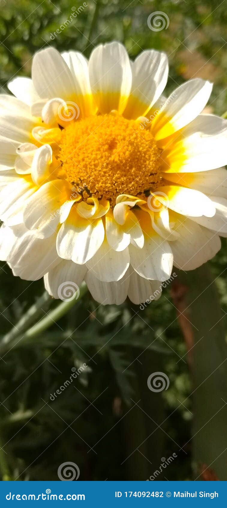 Flowers single flower stock photo. Image of flower, flowers - 174092482