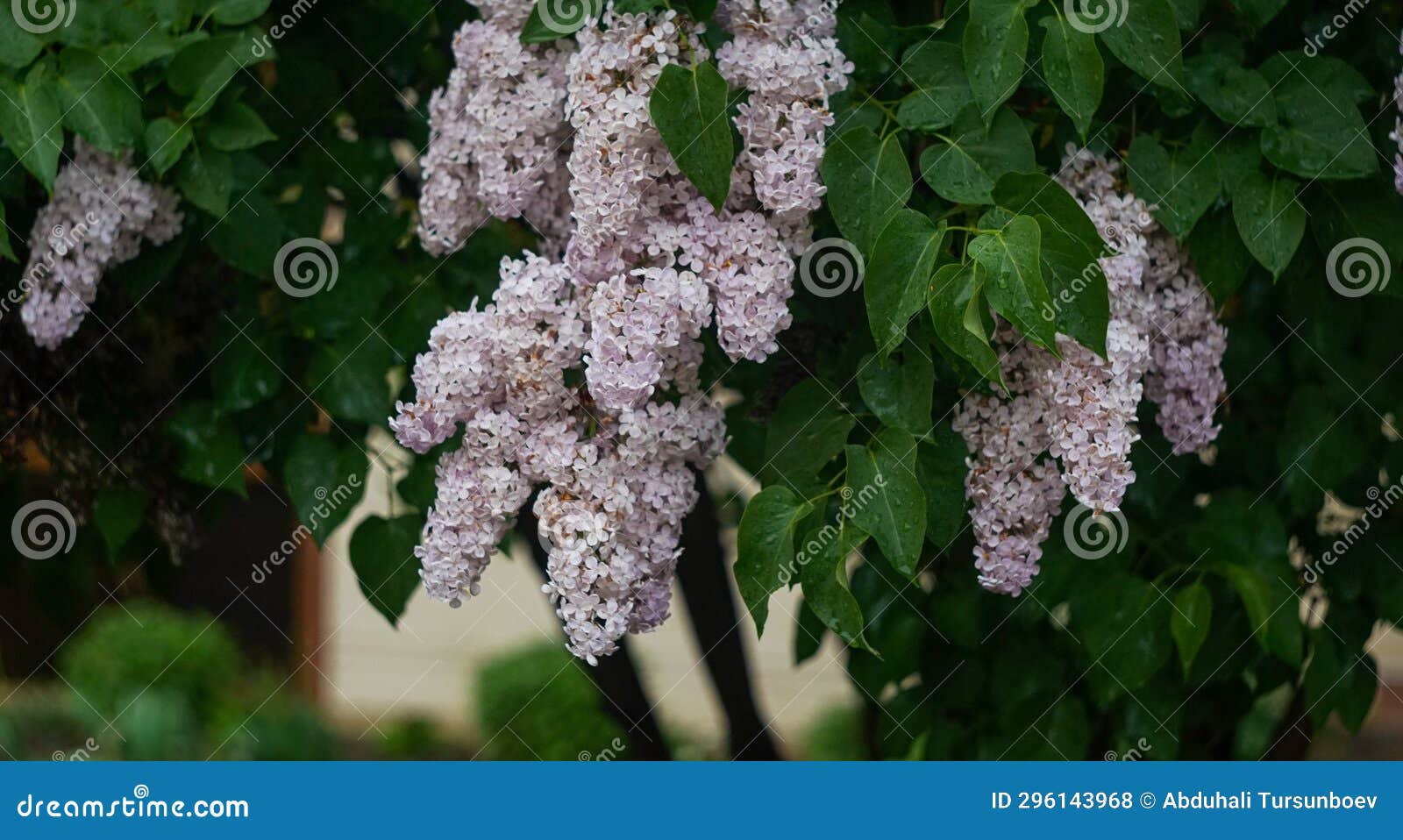 Flowers of Siren Tree Branches Stock Photo - Image of plant, blossom ...