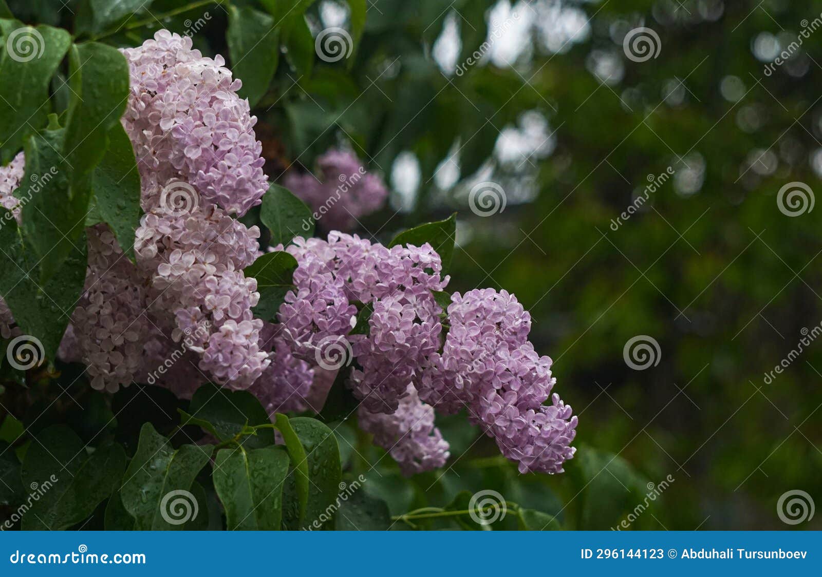 Flowers of Siren Tree Branches Stock Image - Image of flower, blue ...