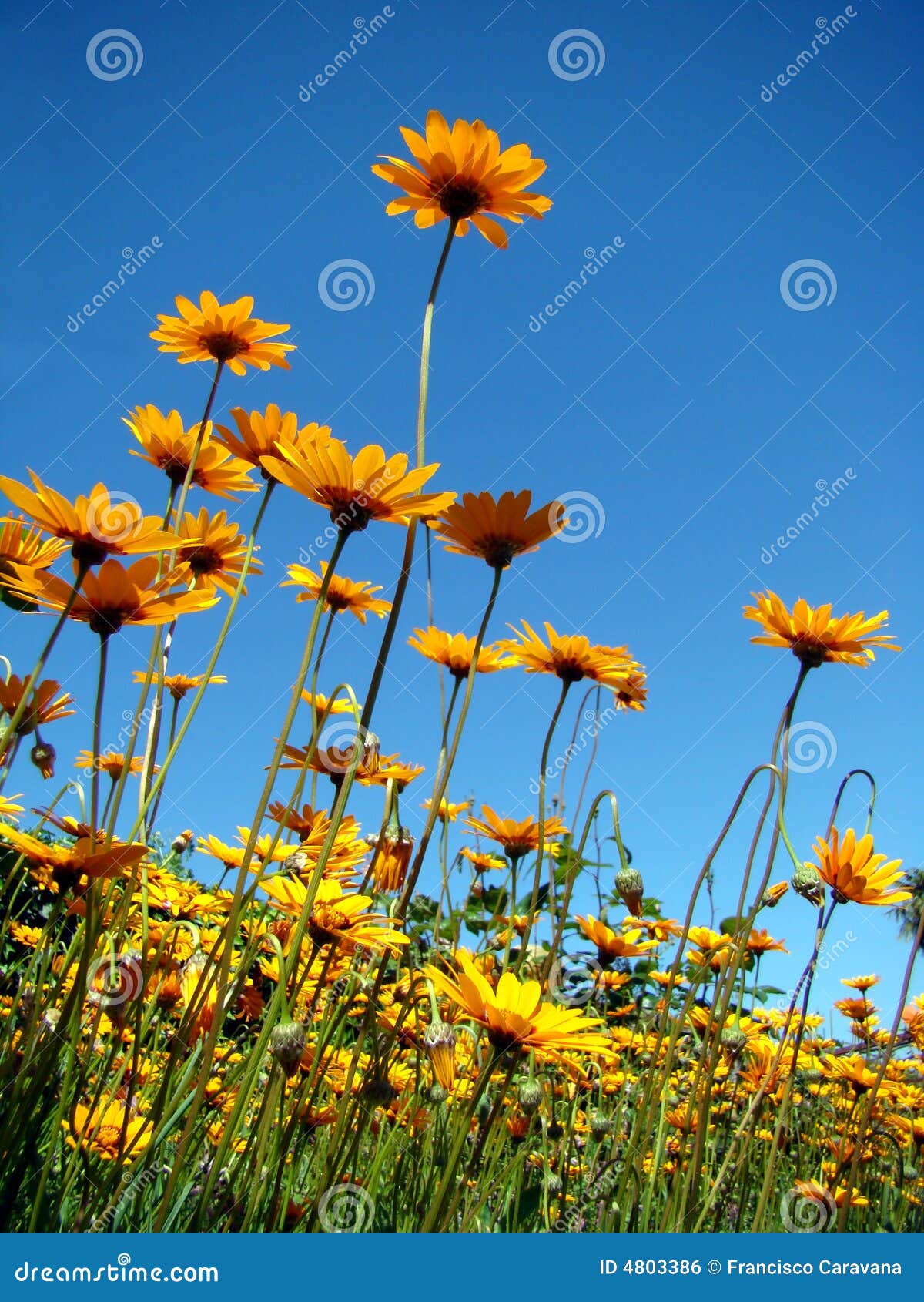 Flowers and sky contrast stock photo. Image of cheery - 4803386