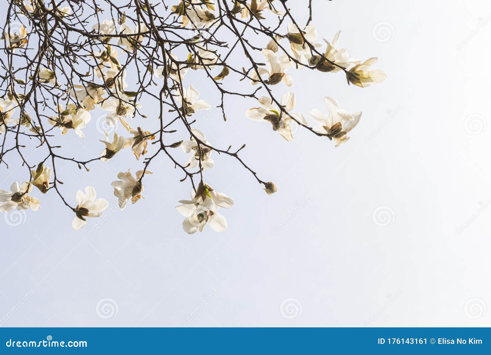 Flowers in the sky stock image. Image of tree, view - 176143161