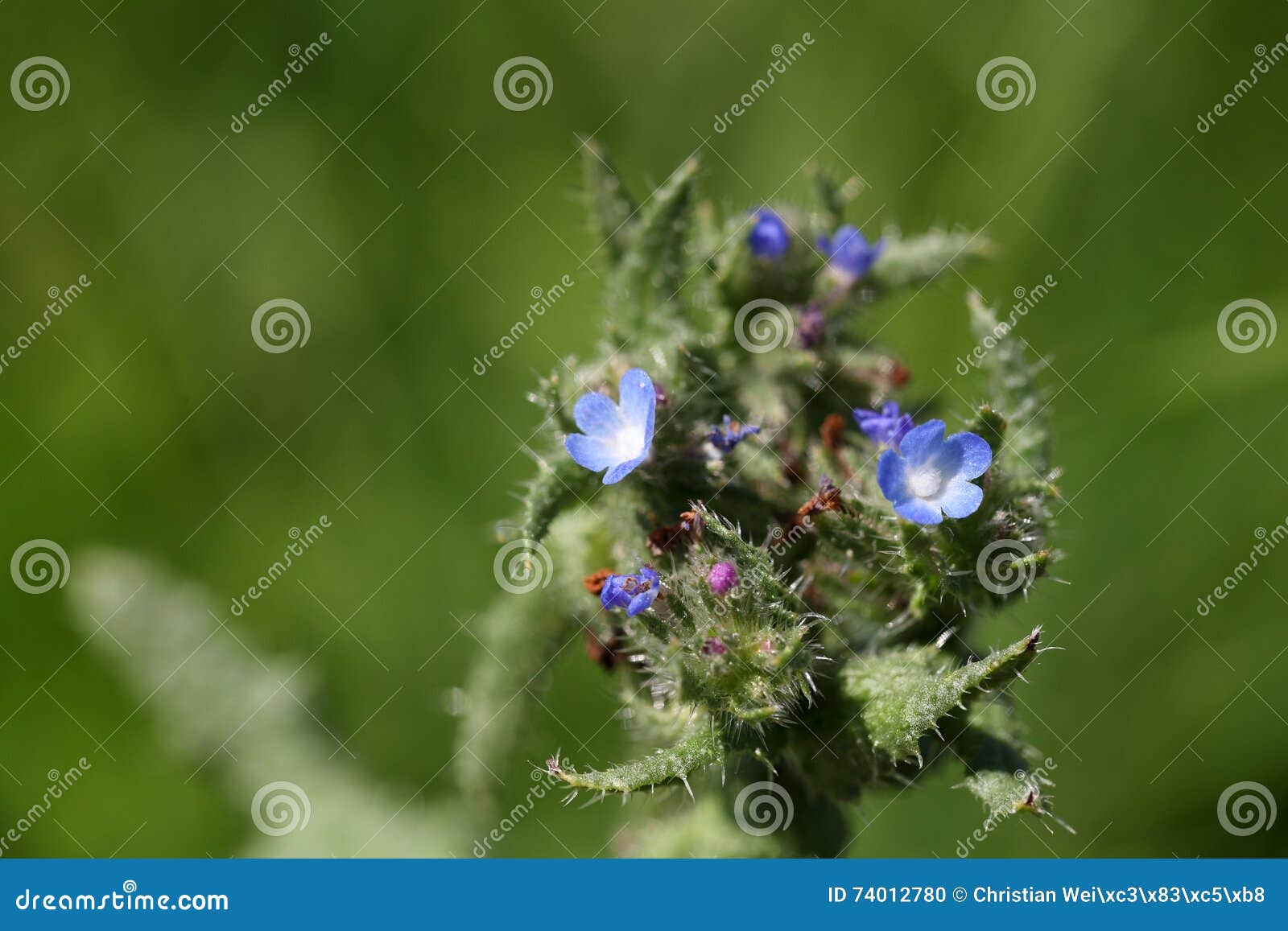 Flowers of a Small Bugloss or Annual Bugloss Stock Photo - Image of ...