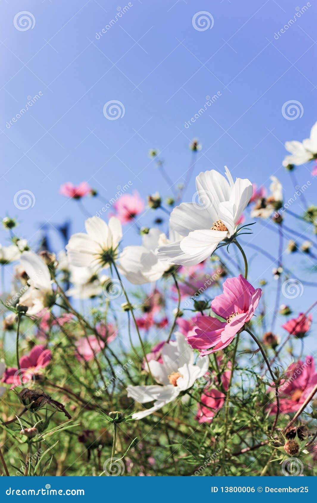 Flowers with smile stock photo. Image of peaceful, flowers - 13800006