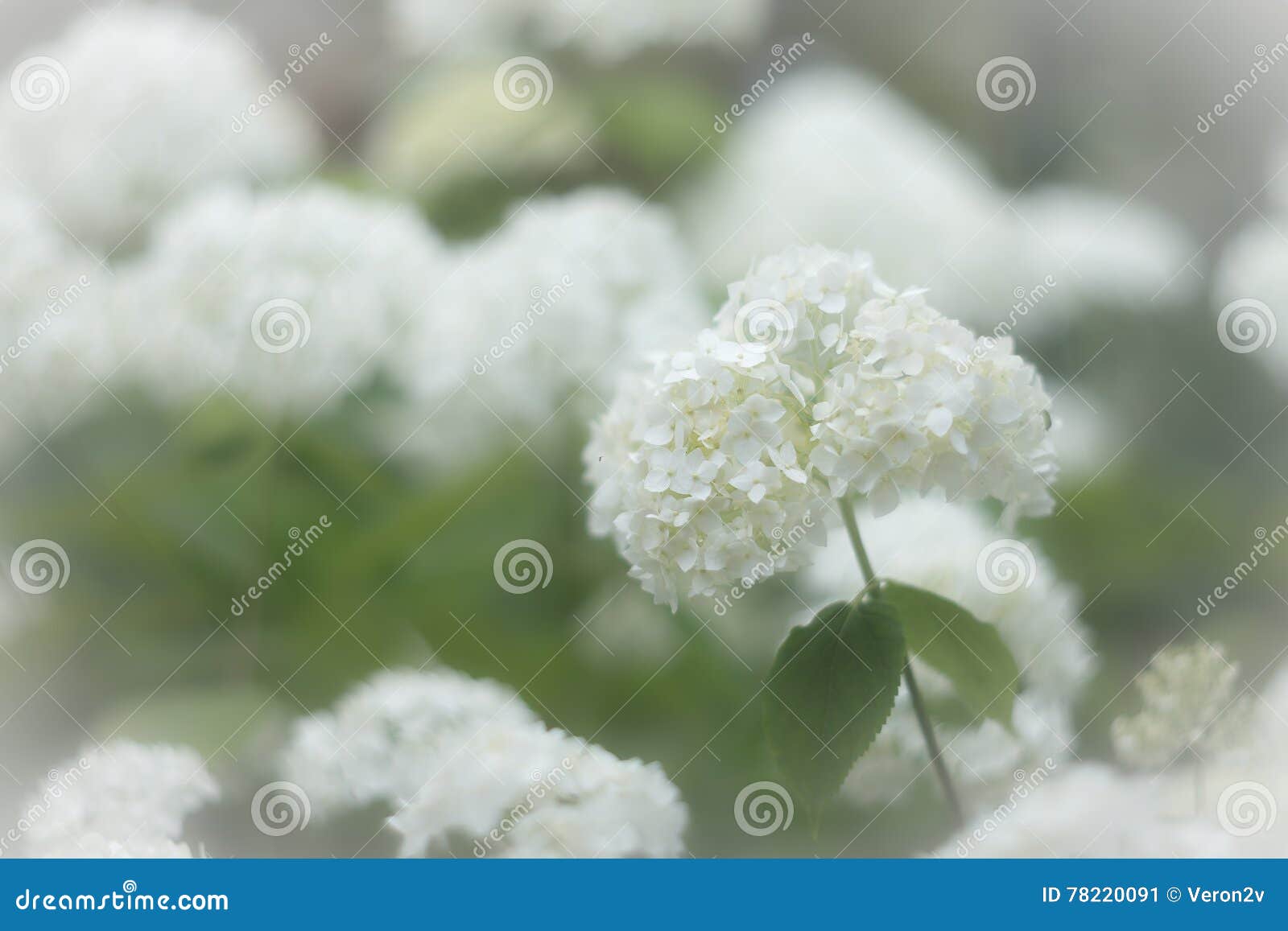 Flowers of Smooth Hydrangea Stock Image - Image of beautiful, hortensia ...