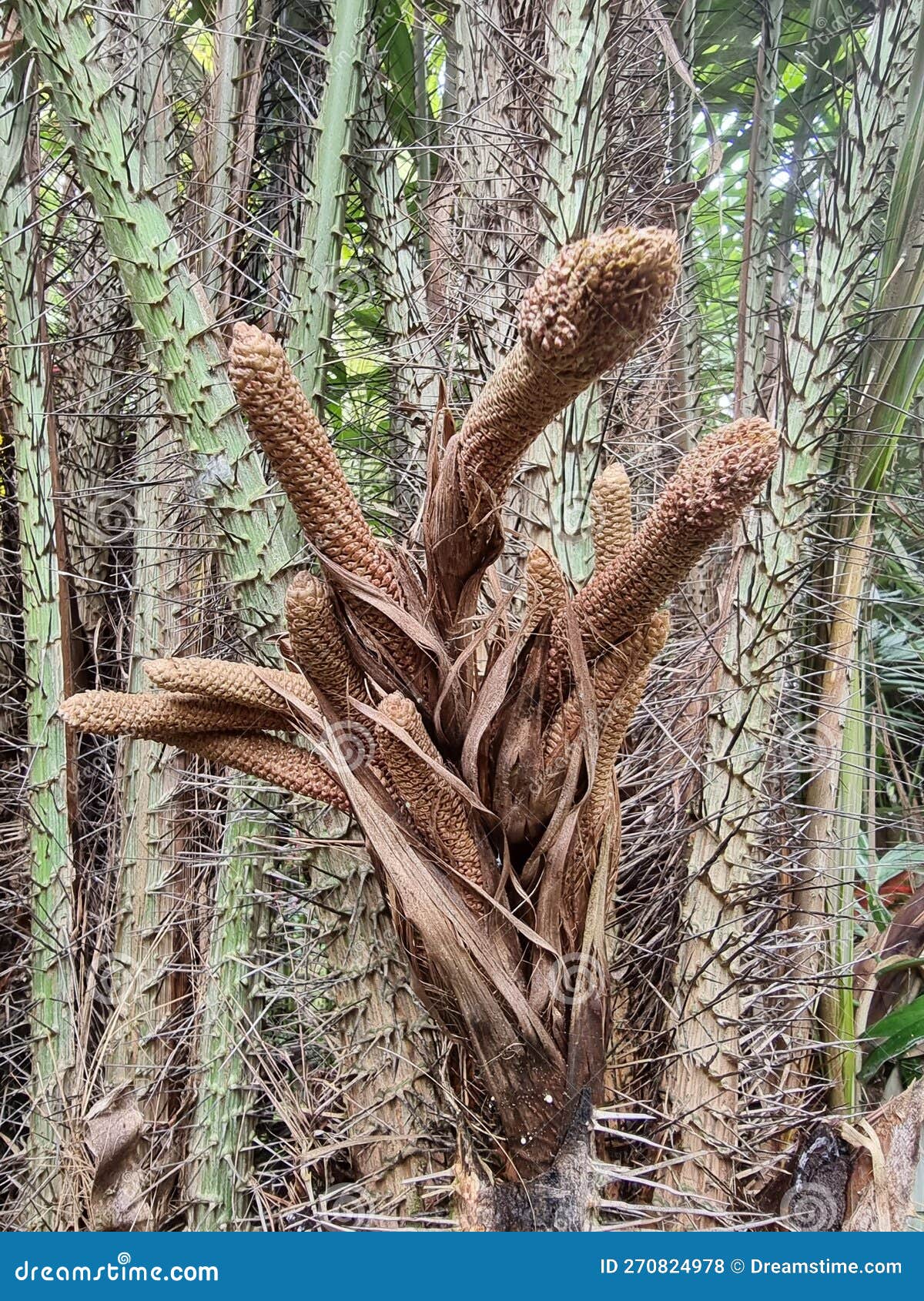 Flowers of Snake Fruits & X28;salak& X29; the Tree Stock Photo - Image ...