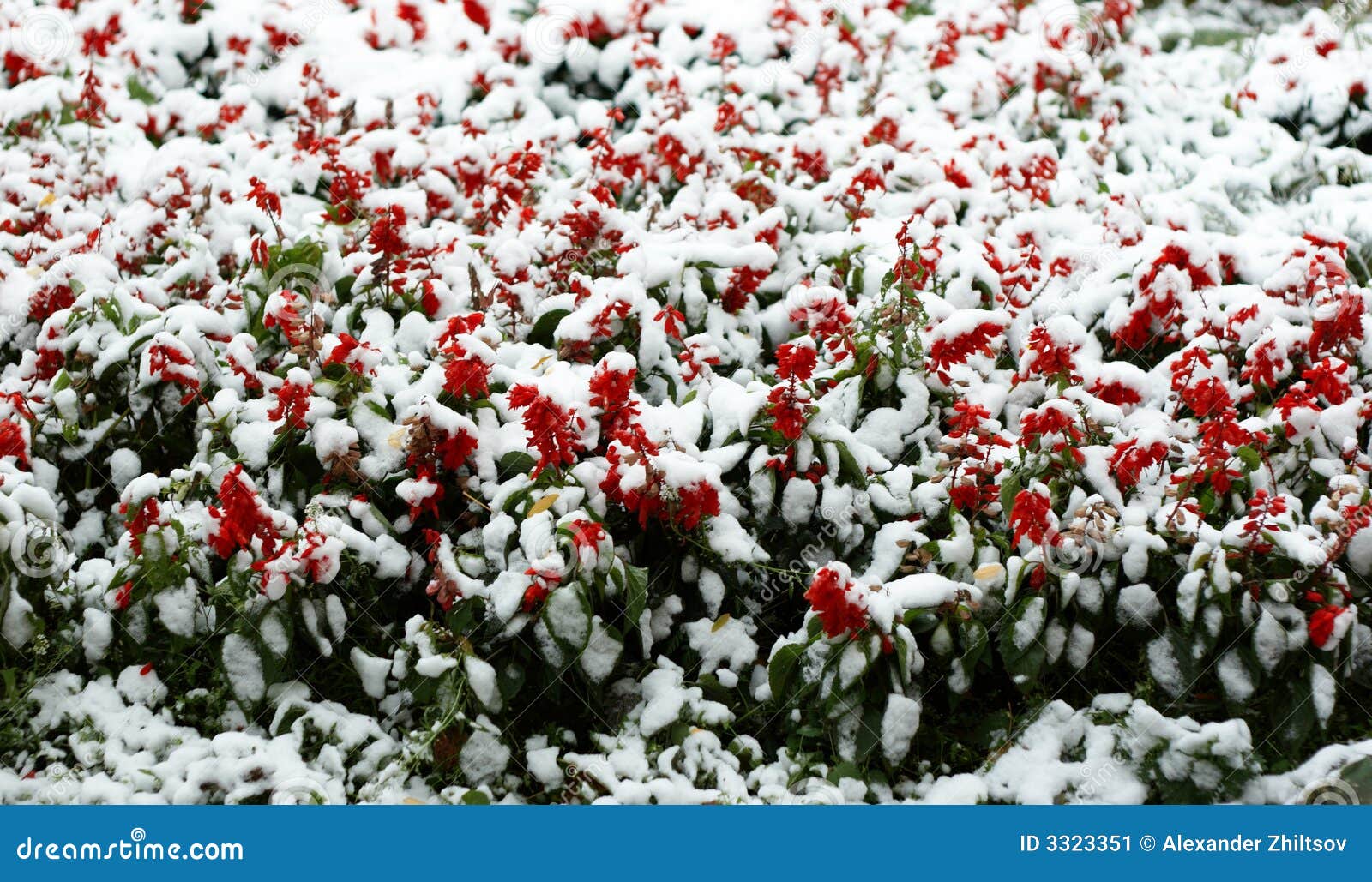 Flowers in snow stock image. Image of frozen, four, nature - 3323351