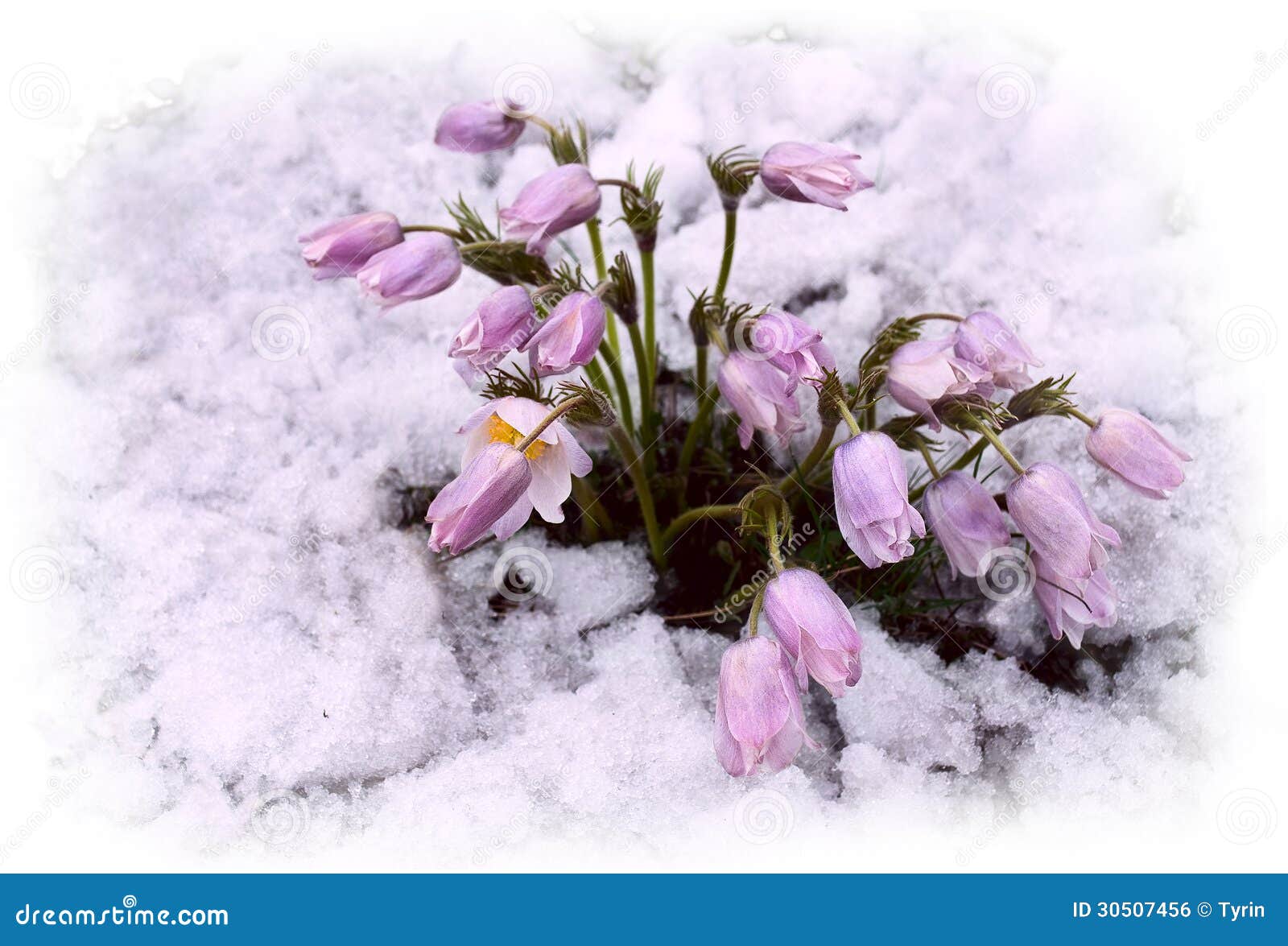 Flowers and snow stock photo. Image of snow, flower, cold - 30507456