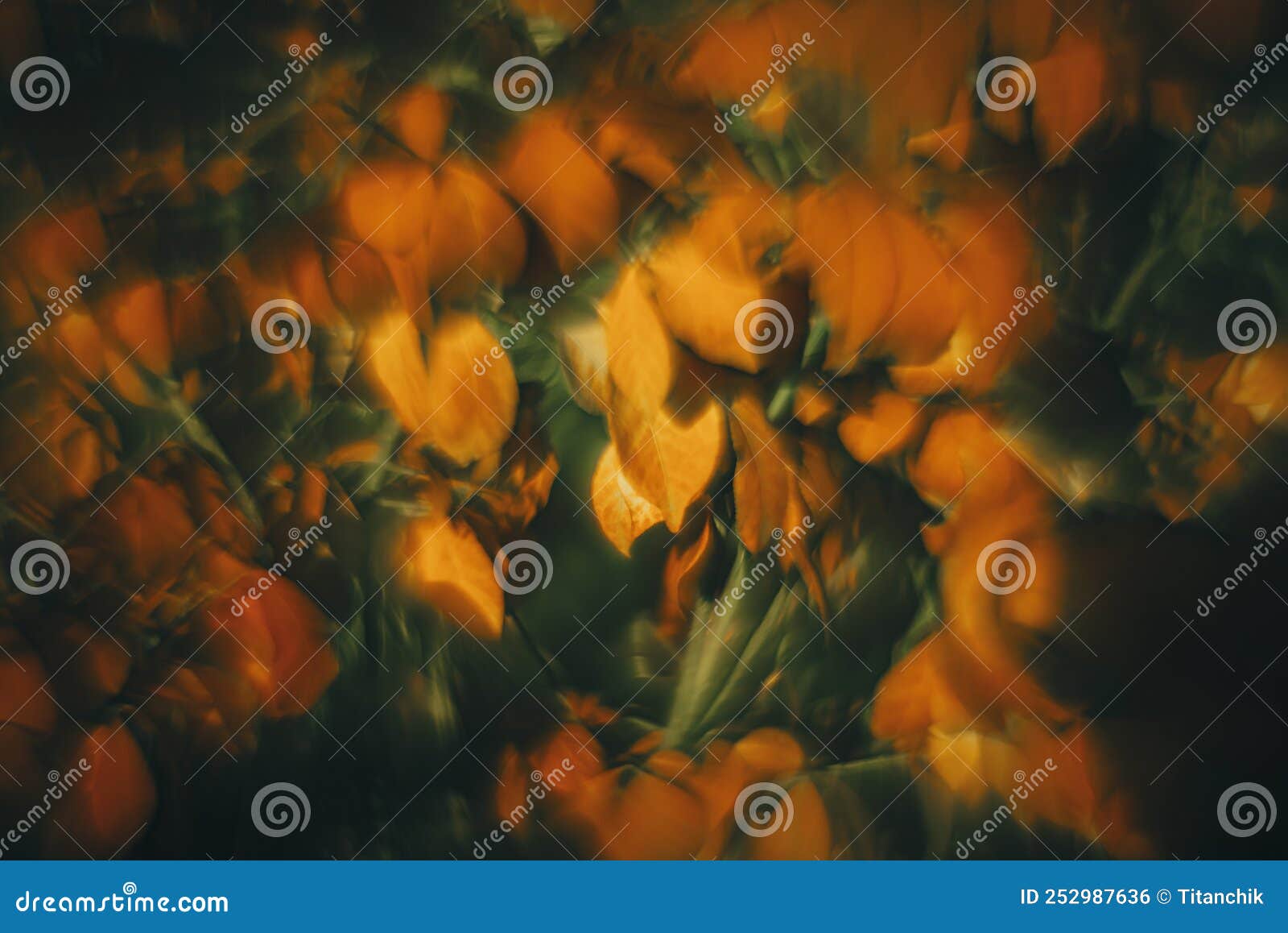 Flowers- Soft Focus Effect. Depth of Field Stock Photo - Image of ...