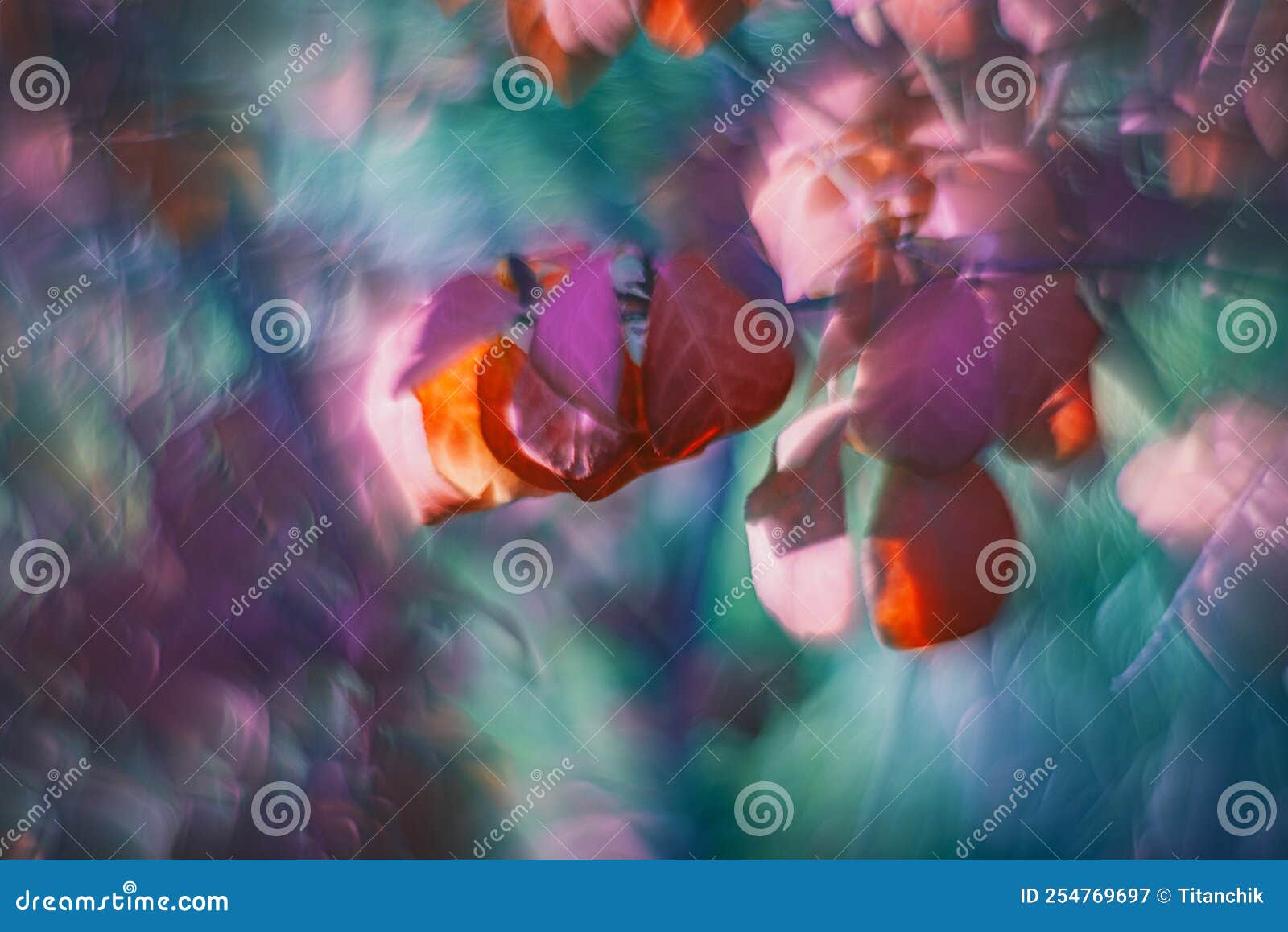 Flowers- Soft Focus Effect. Depth of Field Stock Image - Image of ...