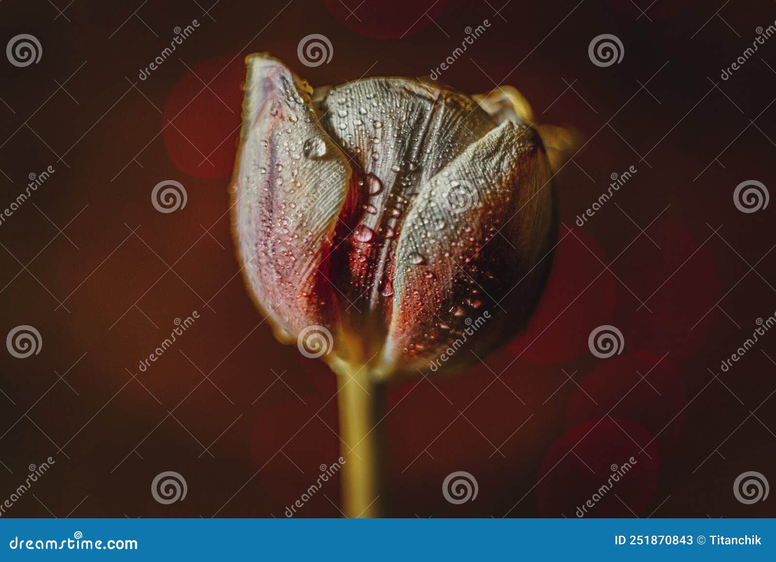 Flowers- Soft Focus Effect. Depth of Field Stock Image - Image of ...