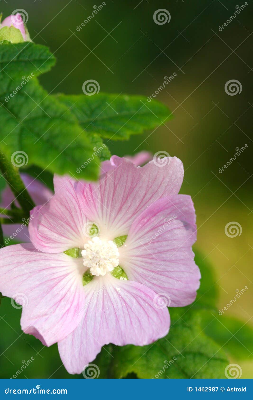 Flowers, Soft Pink Flower stock image. Image of morning - 1462987