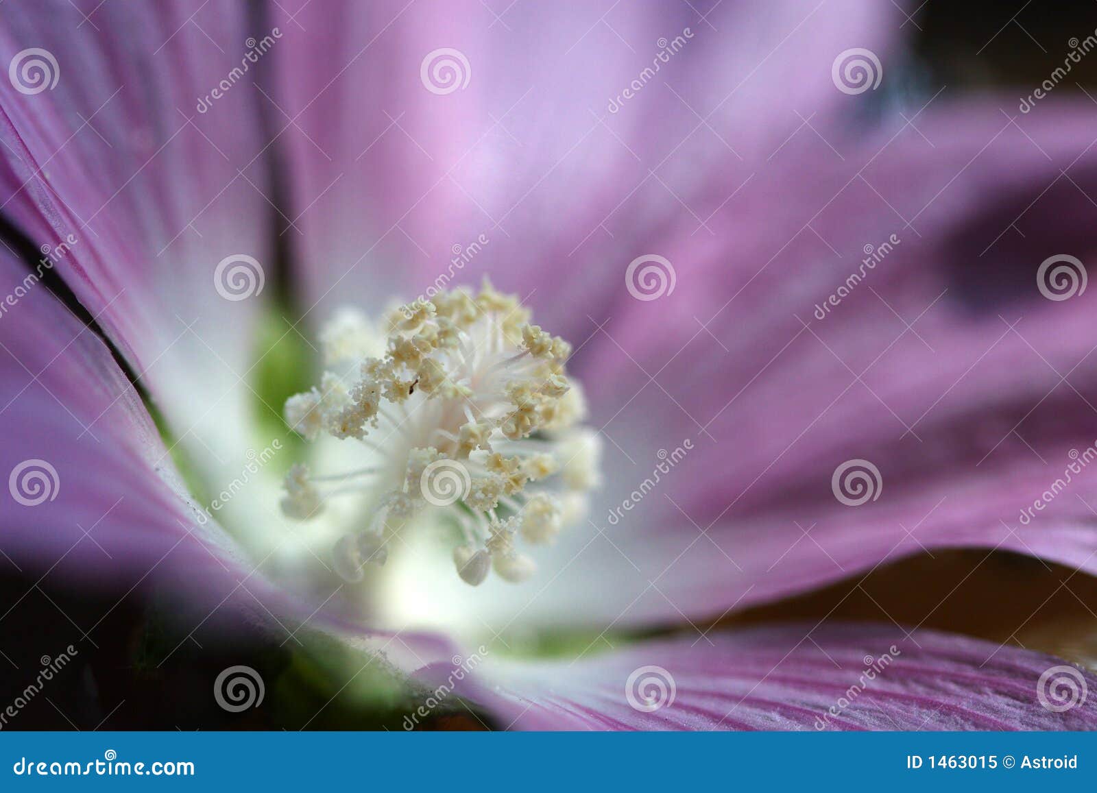 Flowers, Soft Pink Flower stock image. Image of pink, delicate - 1463015