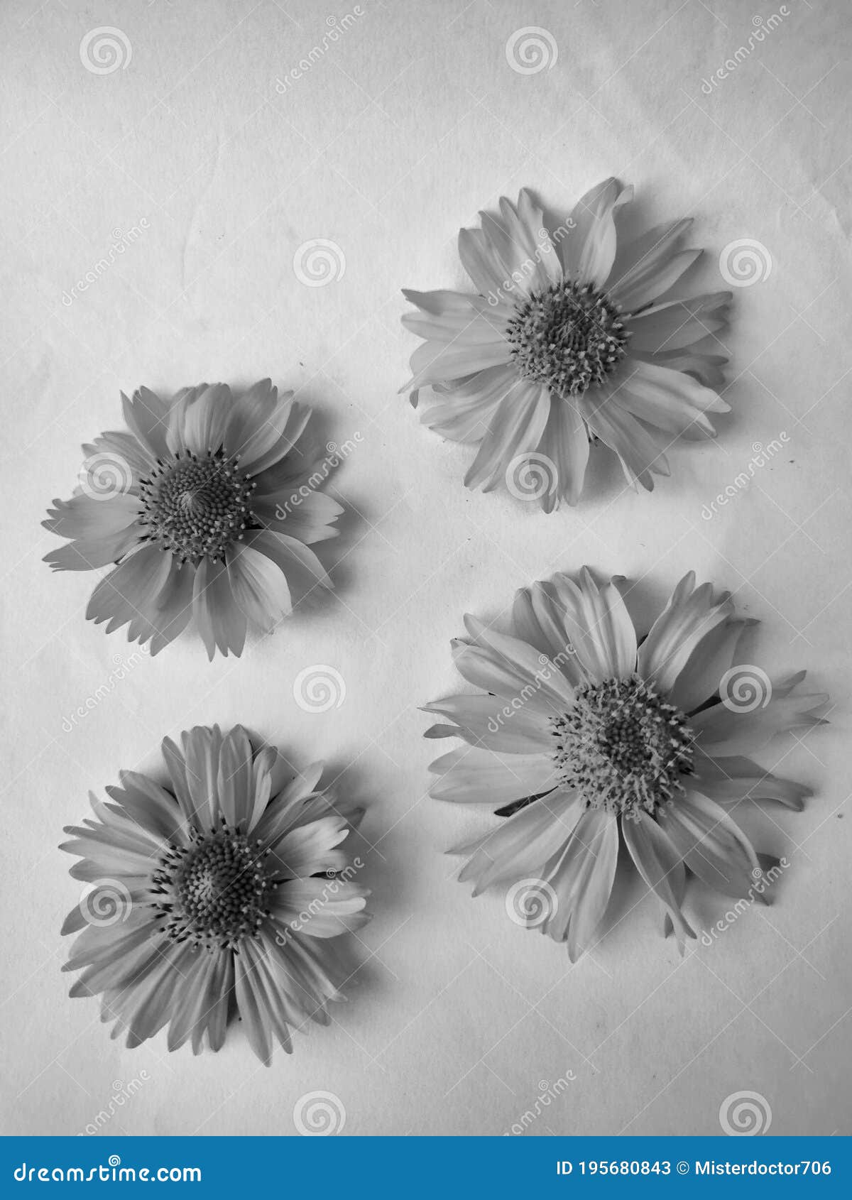 Flowers Watermark Photos - Free & Royalty-Free Stock Photos from Dreamstime