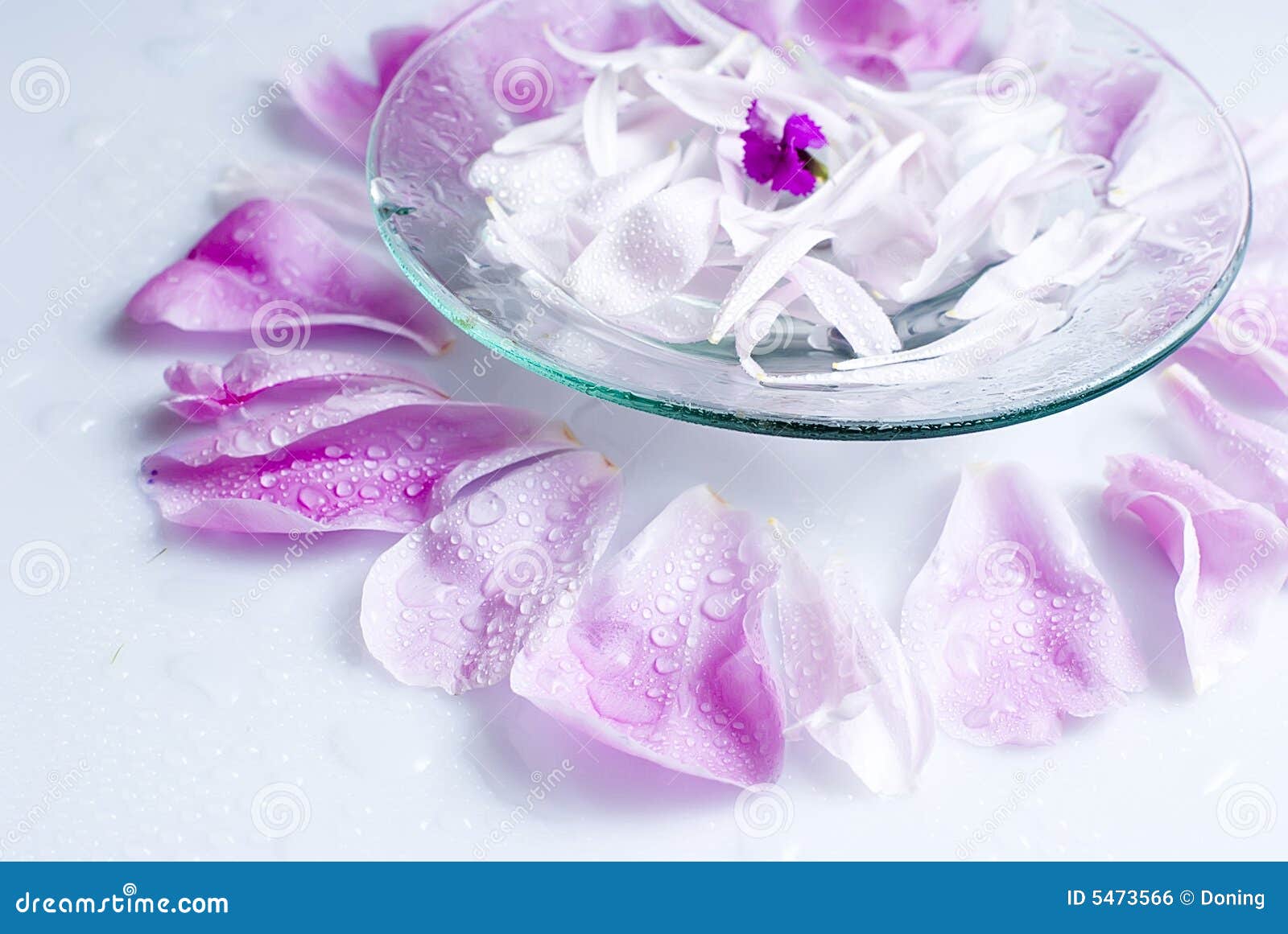 Flowers spa stock photo. Image of vessel, fresh, freshness - 5473566