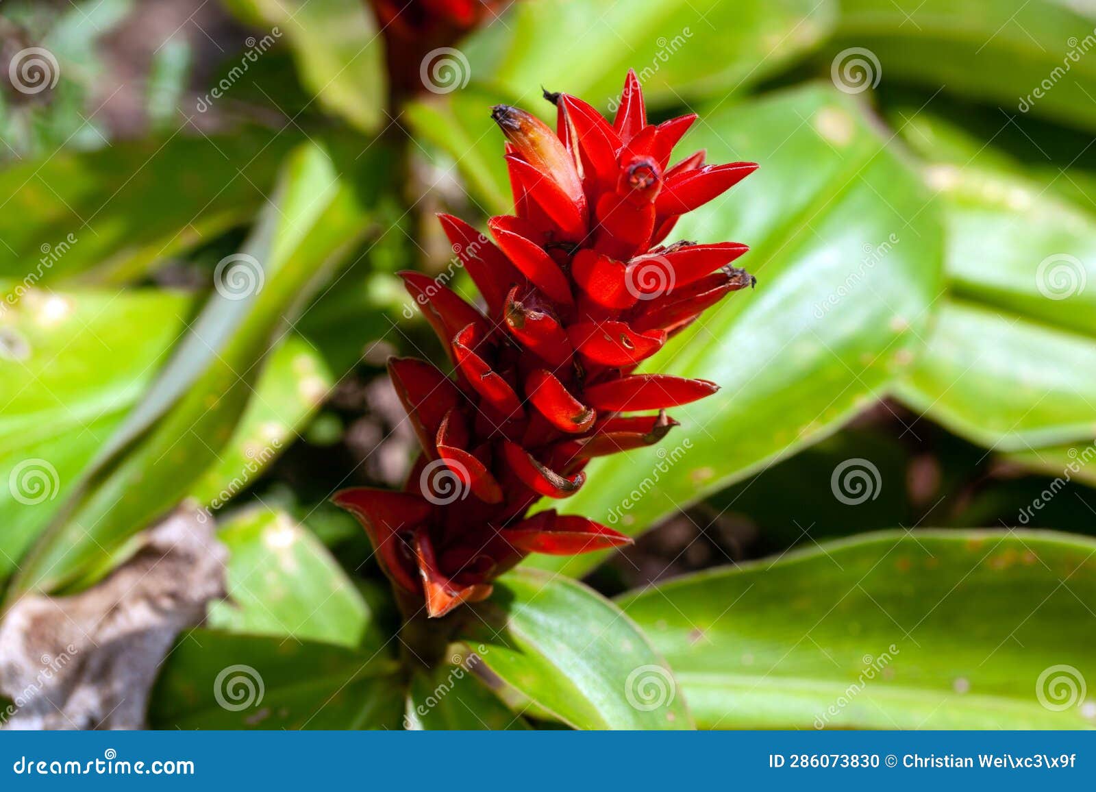 Flowers of the Spiral Ginger Costus Osae Stock Photo - Image of colours ...