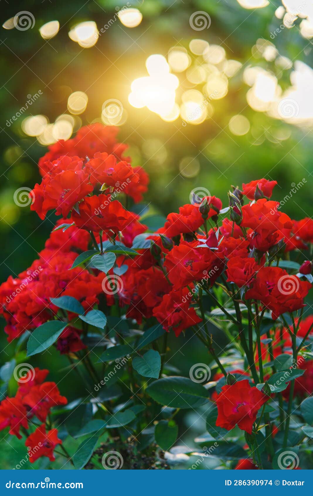 Flowers Spray Rose. Flowerbed, Growing Flowers, Rose Garden Stock Photo ...