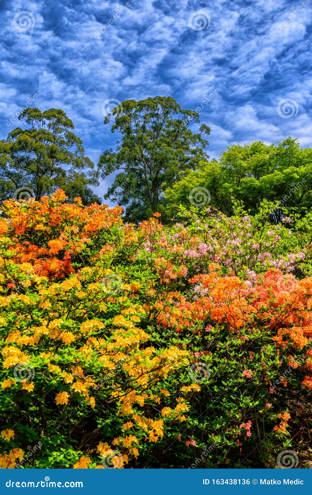 Flowers in Spring Under Amazing Sky Stock Photo - Image of victoria ...