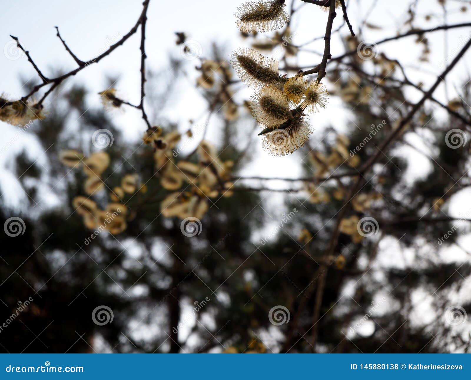 Flowers of spring alder stock photo. Image of season - 145880138