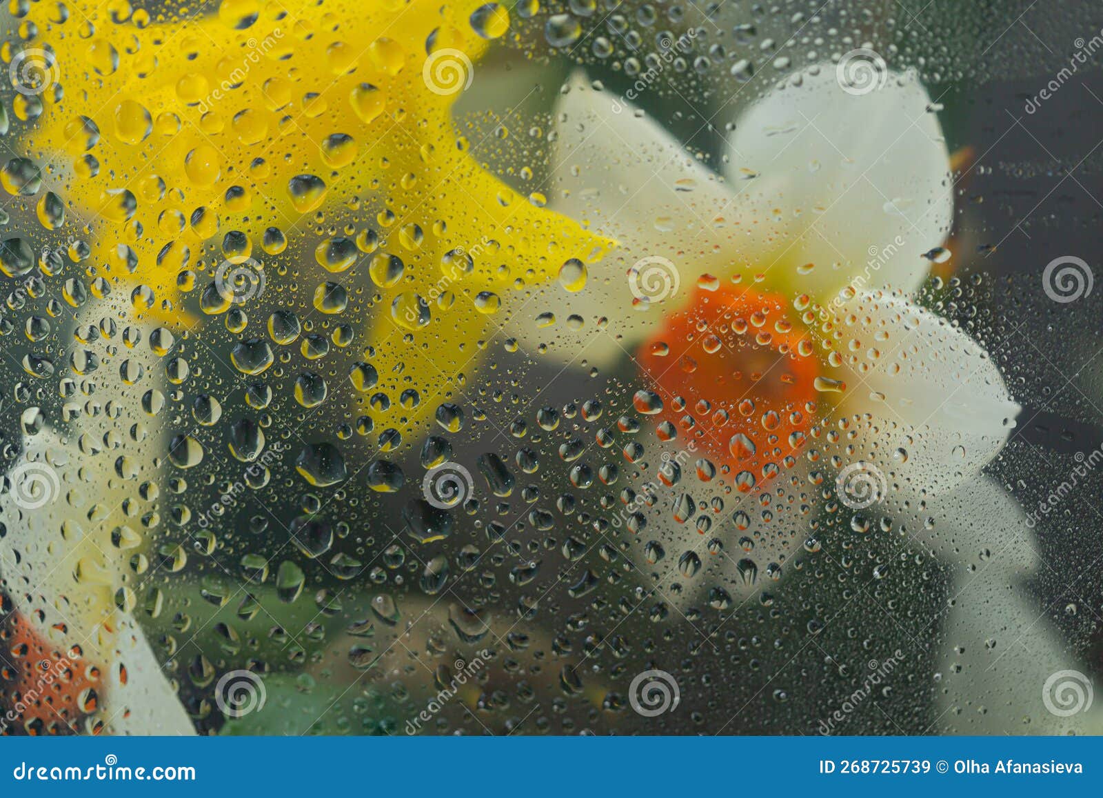 Flowers Spring Background with Rain Drops Stock Image - Image of ...