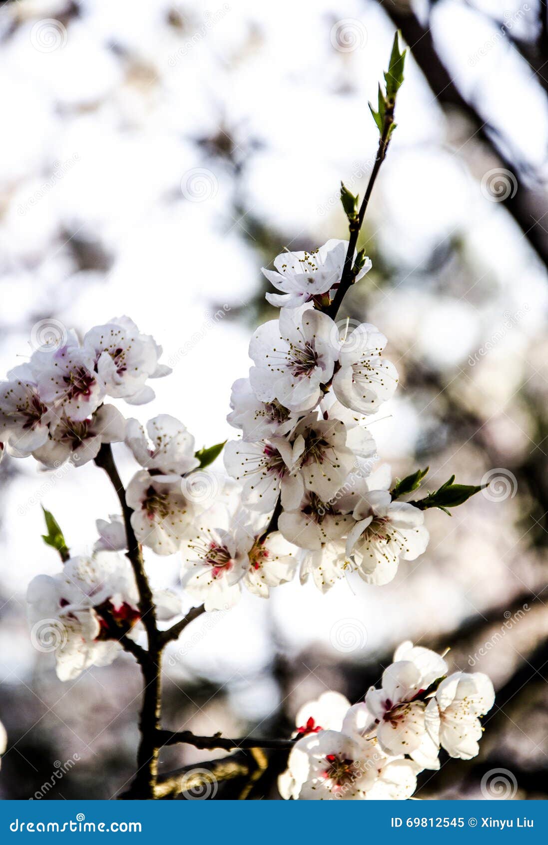 The Flowers in spring stock image. Image of branch, shoot - 69812545