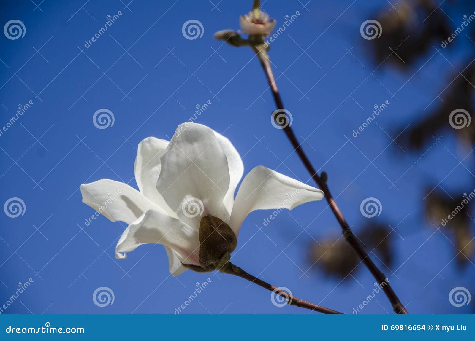The Flowers in spring stock photo. Image of bloom, malacoides - 69816654