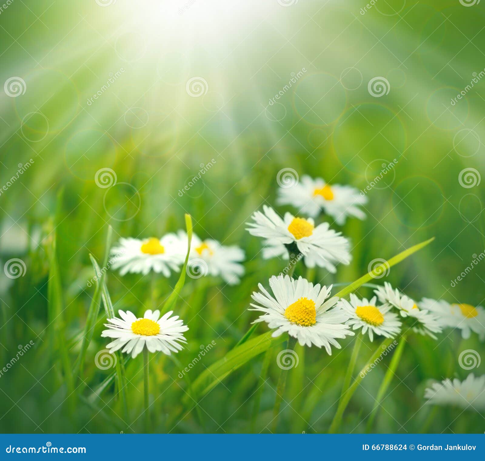 Flowers - Spring Daisy Flowers Lit by Sun Rays Stock Photo - Image of ...