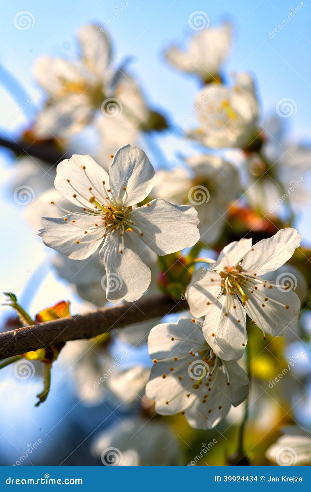 Flowers on a spring day stock photo. Image of garden - 39924434