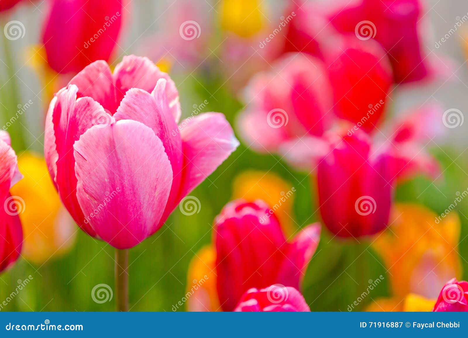 Flowers - Spring Day in Botanical Garden Stock Image - Image of garden ...