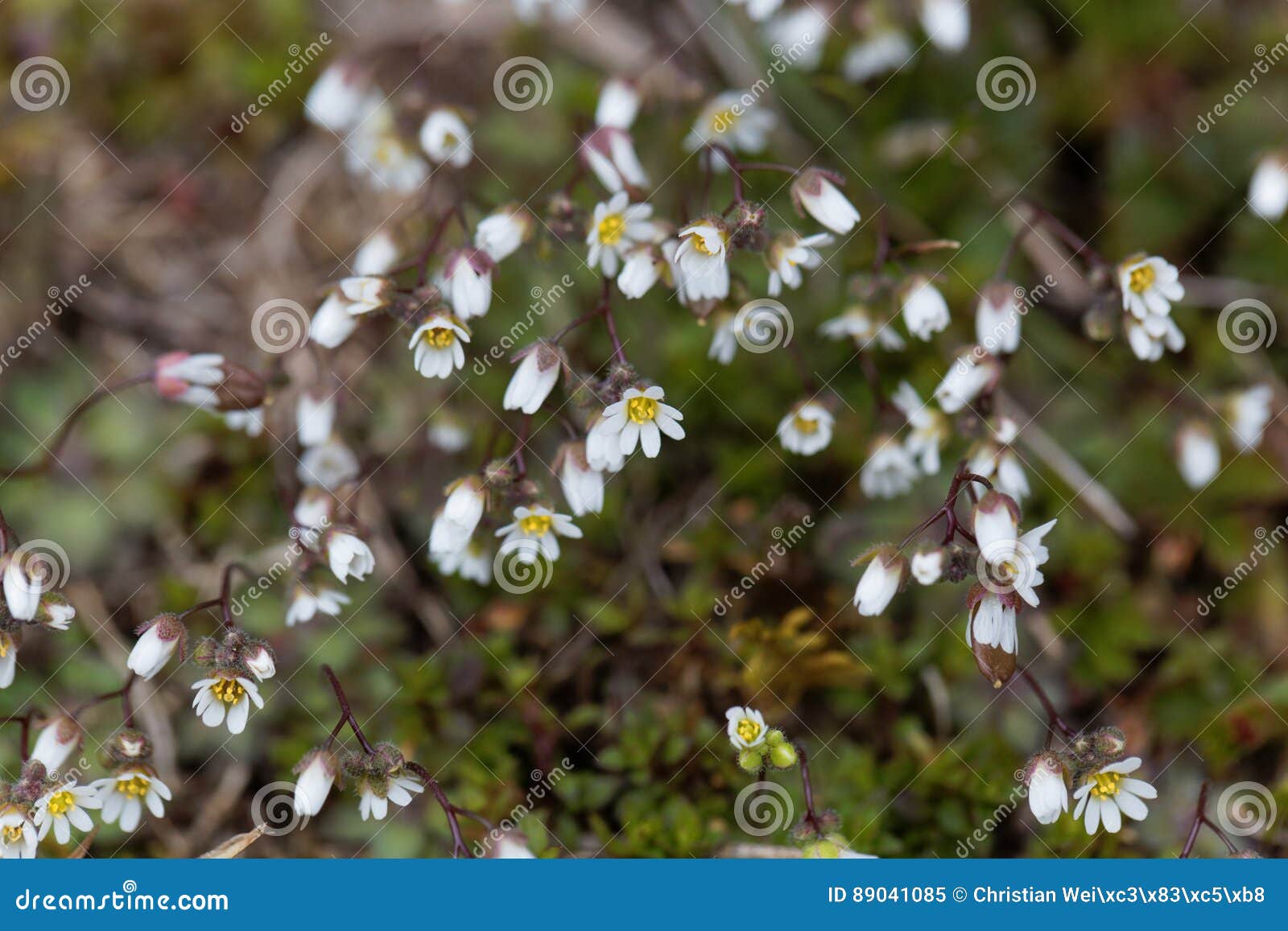 Flowers of Spring Draba Draba Verna Stock Image - Image of march ...