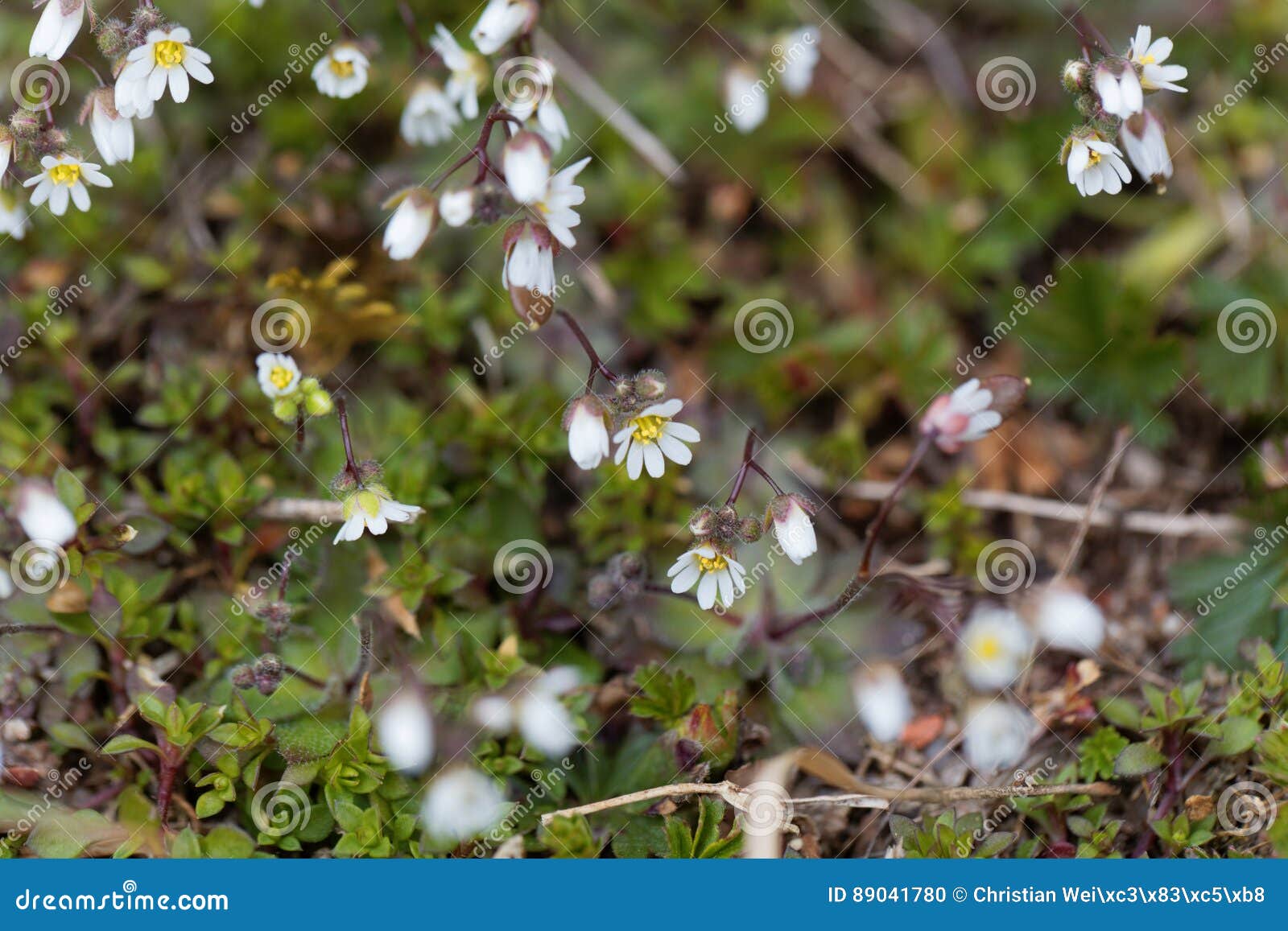 Flowers of Spring Draba Draba Verna Stock Photo - Image of small ...