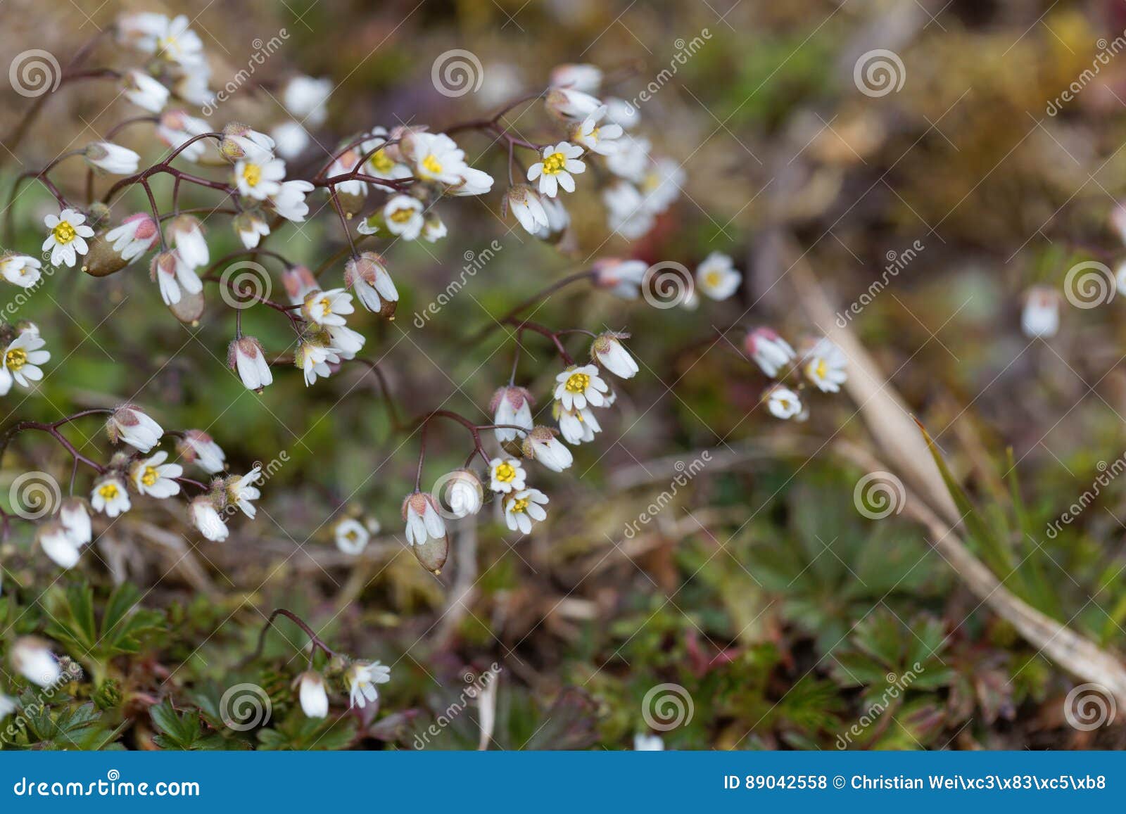 Flowers of Spring Draba Draba Verna Stock Photo - Image of botany ...