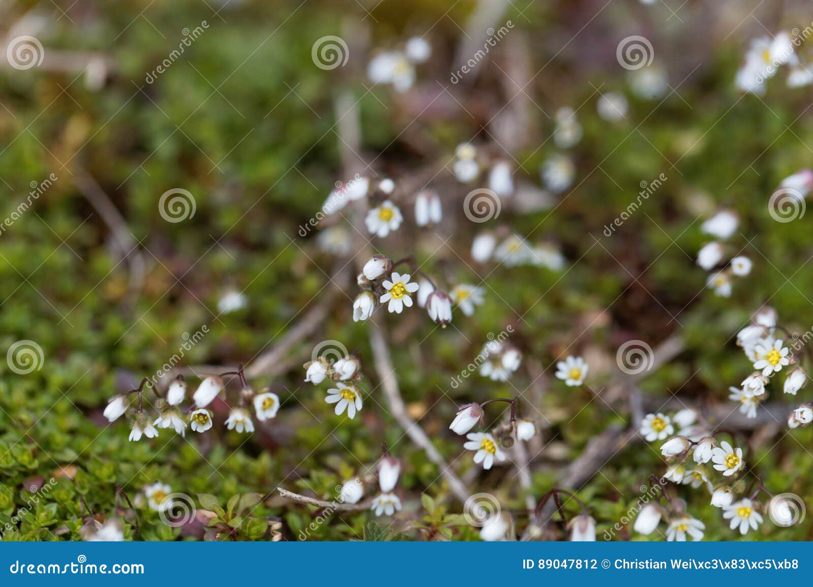 Flowers of Spring Draba Draba Verna Stock Photo - Image of weed ...