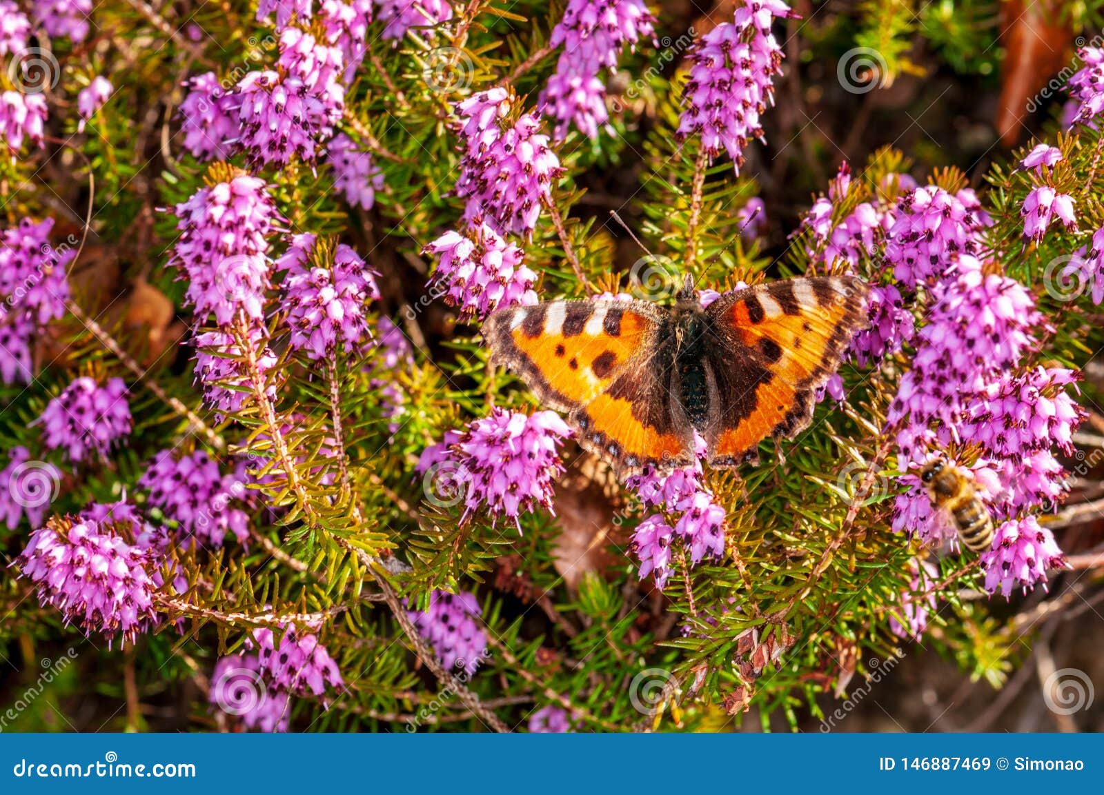 Flowers Spring Heath Forest Erica Carnea Stock Image - Image of purple ...