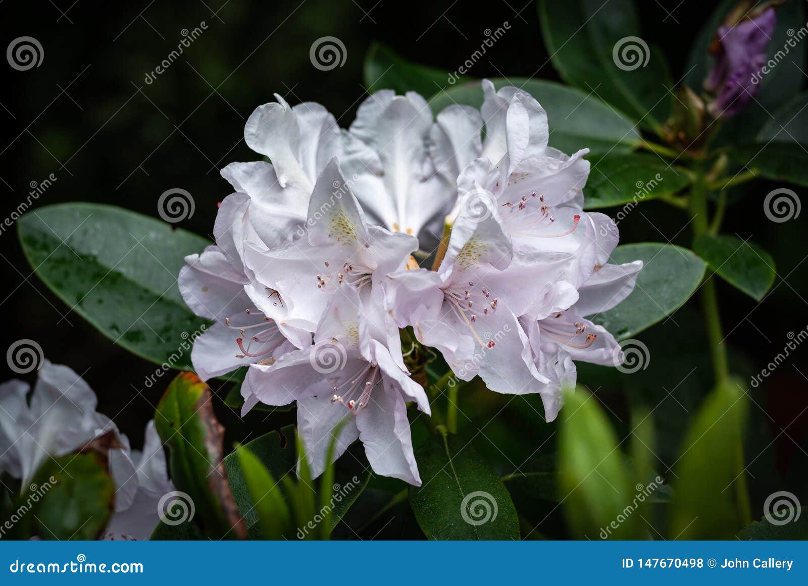Pacific Northwest Flowers after Spring Rain Stock Photo - Image of ...