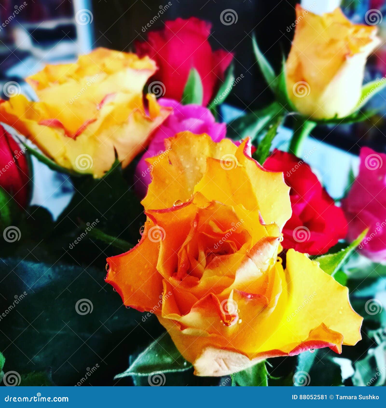 Flowers stock image. Image of flowers, rose, pink, spring - 88052581