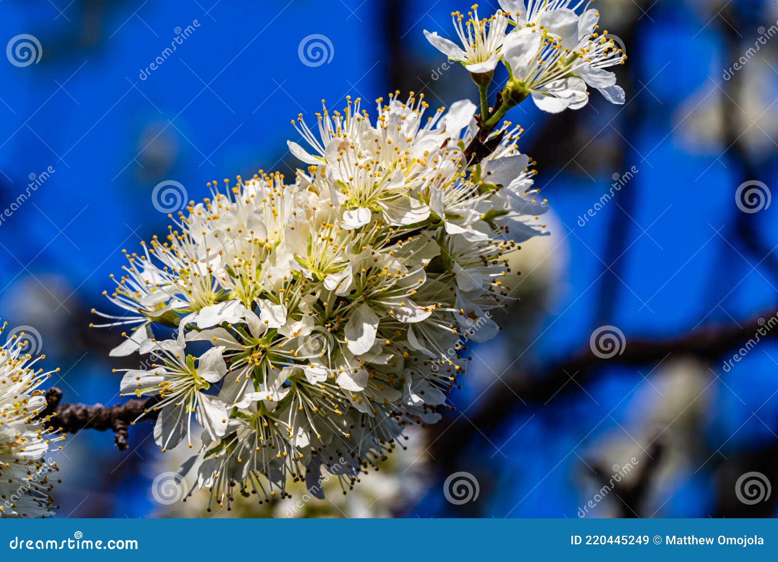 Omaha Nebraska Flower Flowers. Flowers of Spring, Spring Blossom ...