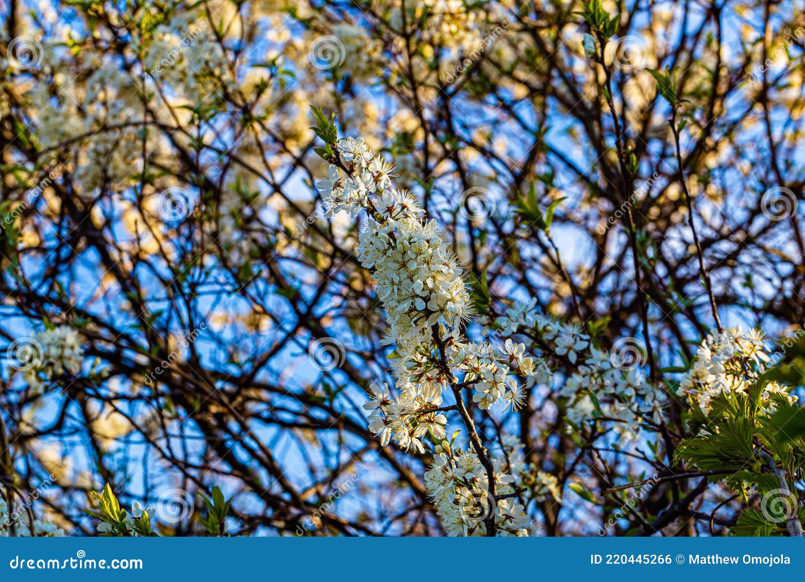 Flowers of Spring, Spring Blossom, Prunus, White Flowers from Shrubs ...