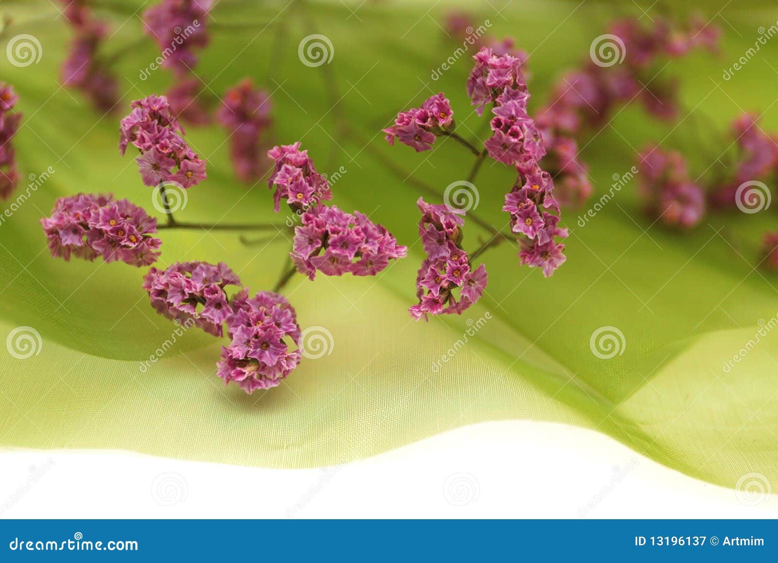 Flowers in the Spring Soft Green Background Stock Image - Image of ...