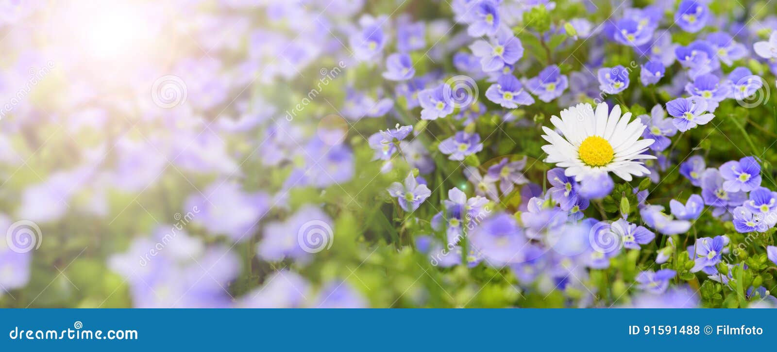 Flowers at Spring with Sun Rays Stock Photo - Image of daisy, field ...