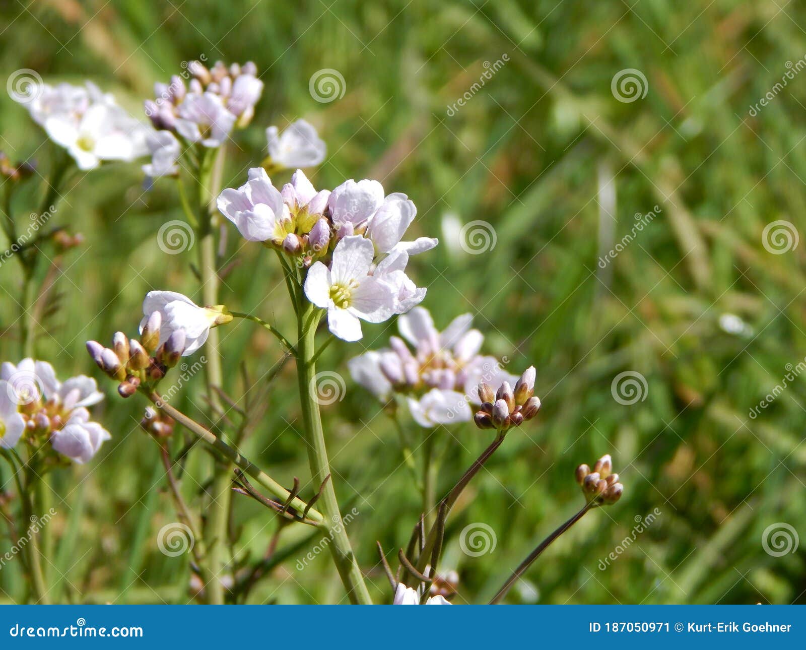 Flowers in Spring on Trees, Shrubs and Plants Stock Image - Image of ...