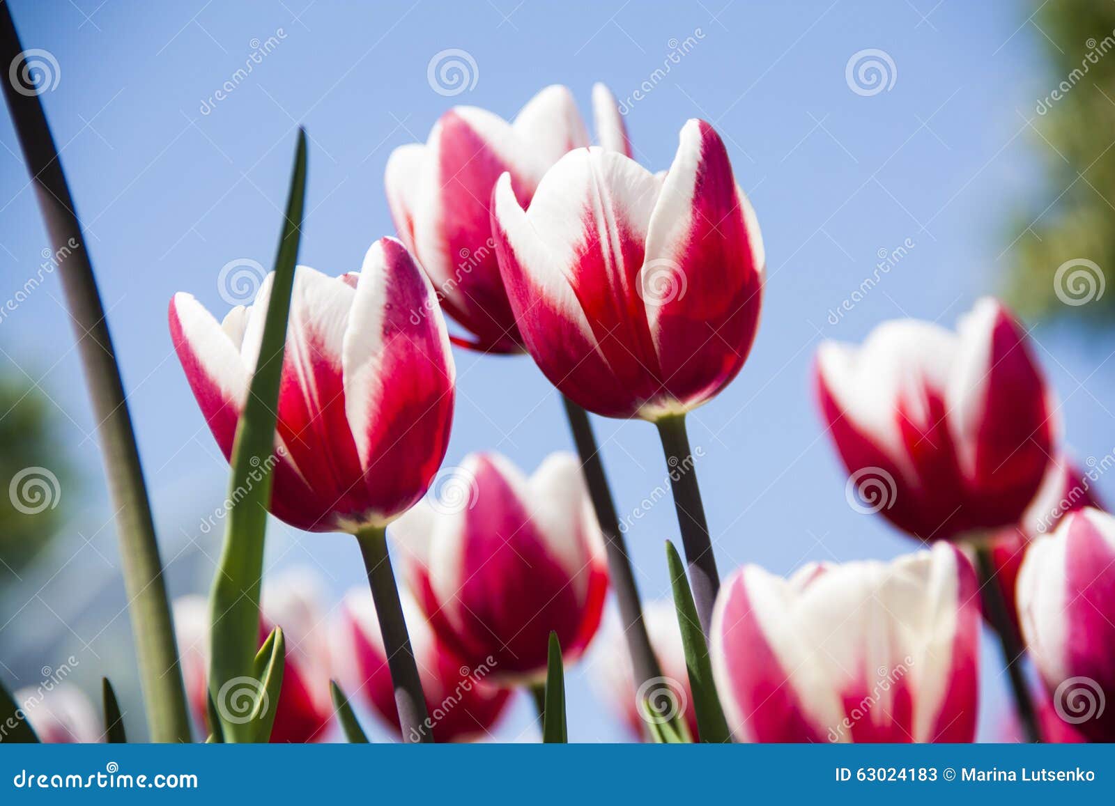 Flowers Spring Tulips. Garden Tulips Stock Image - Image of macro ...