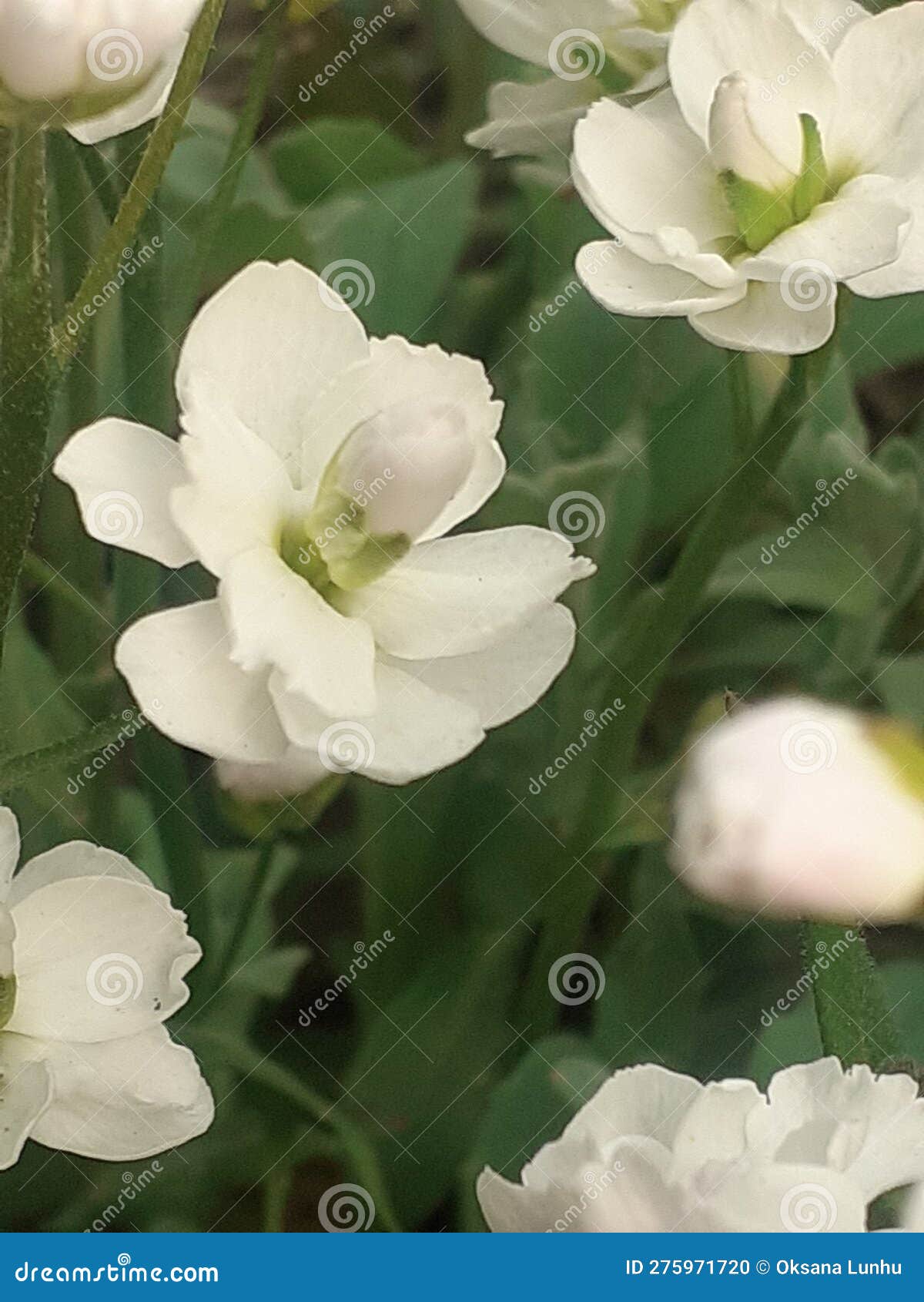 Flowers spring white stock photo. Image of flowers, plant - 275971720