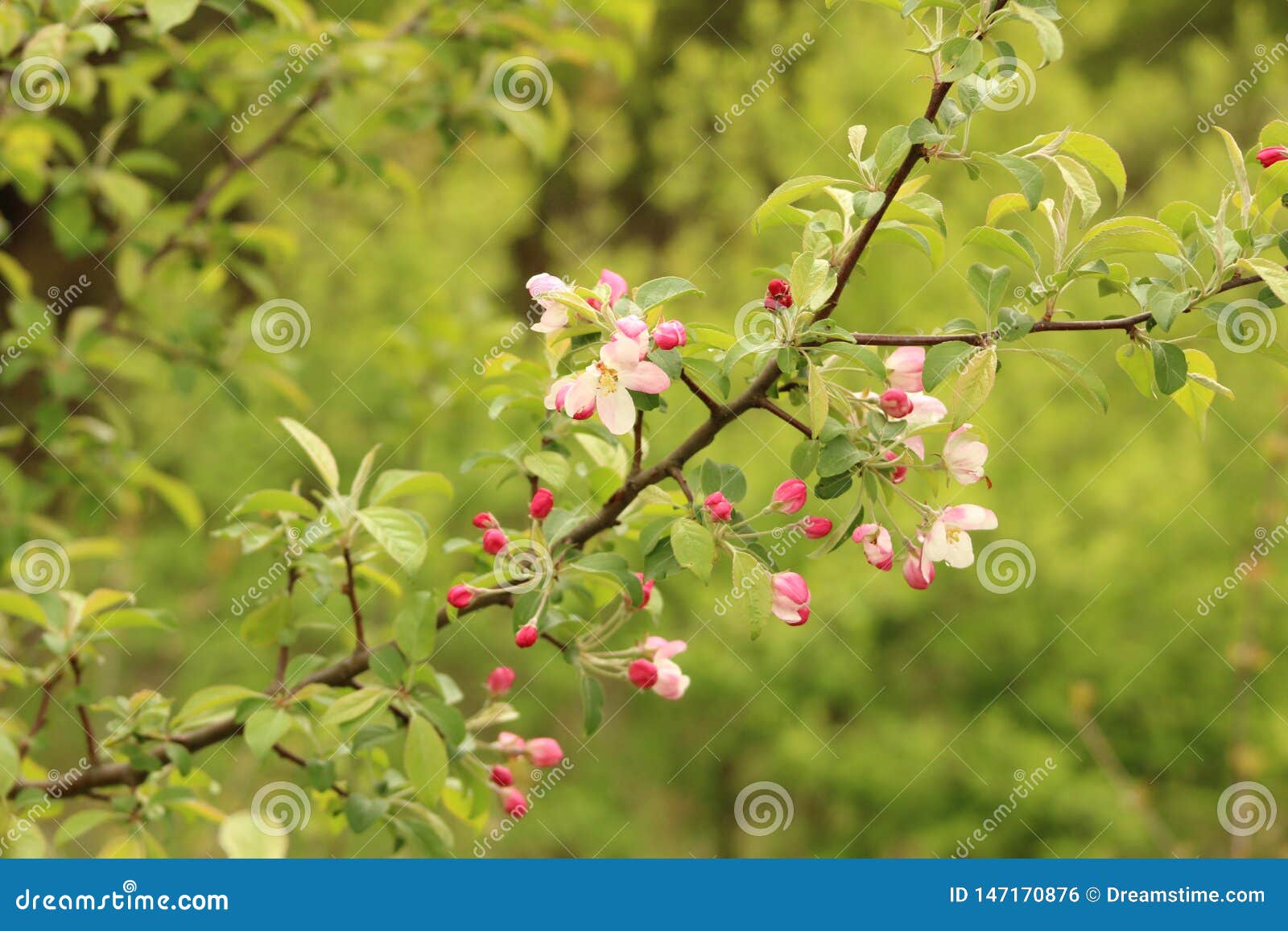 Flowers in the spring stock photo. Image of springbulbs - 147170876
