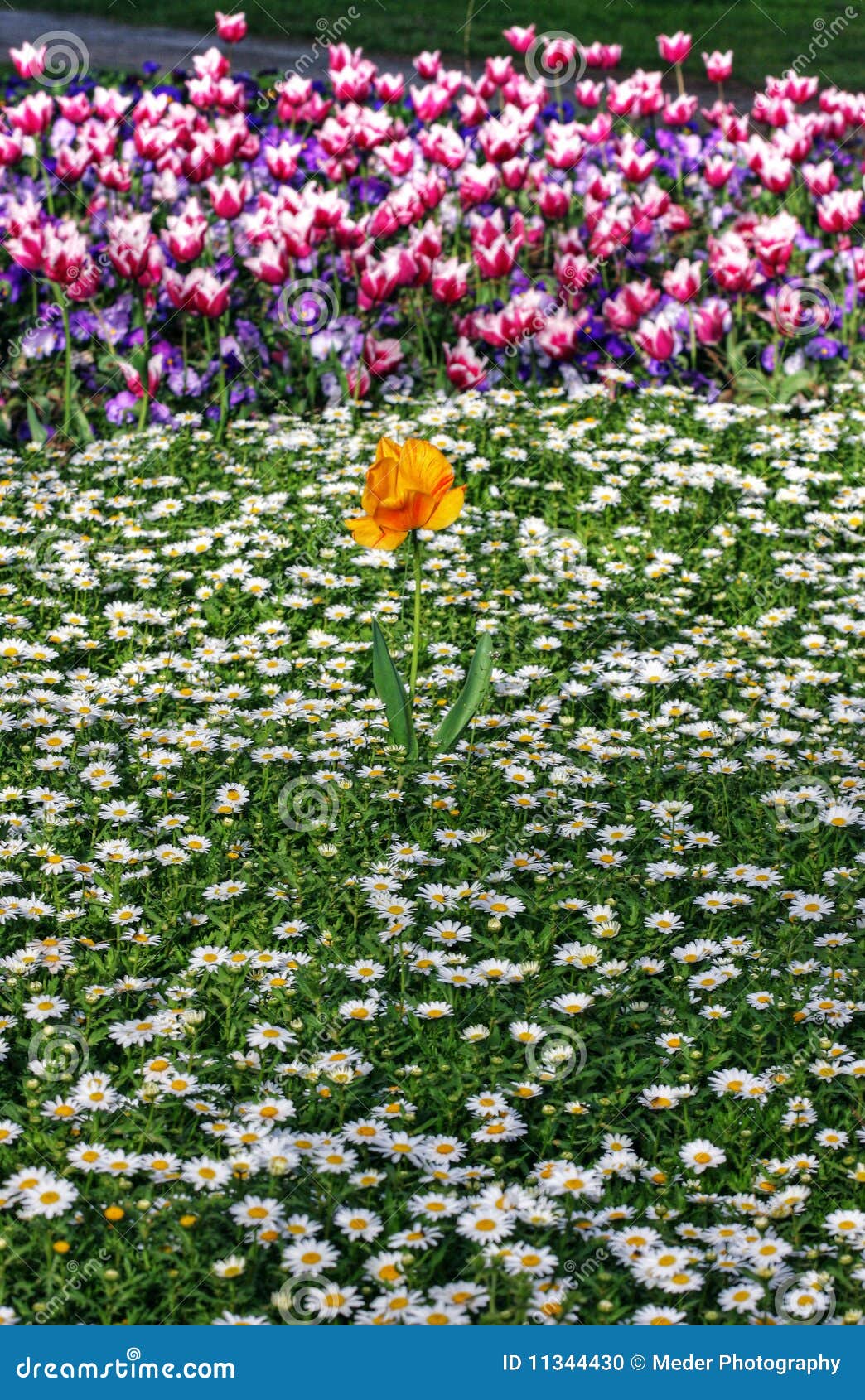 Flowers in springtime stock photo. Image of gardening - 11344430