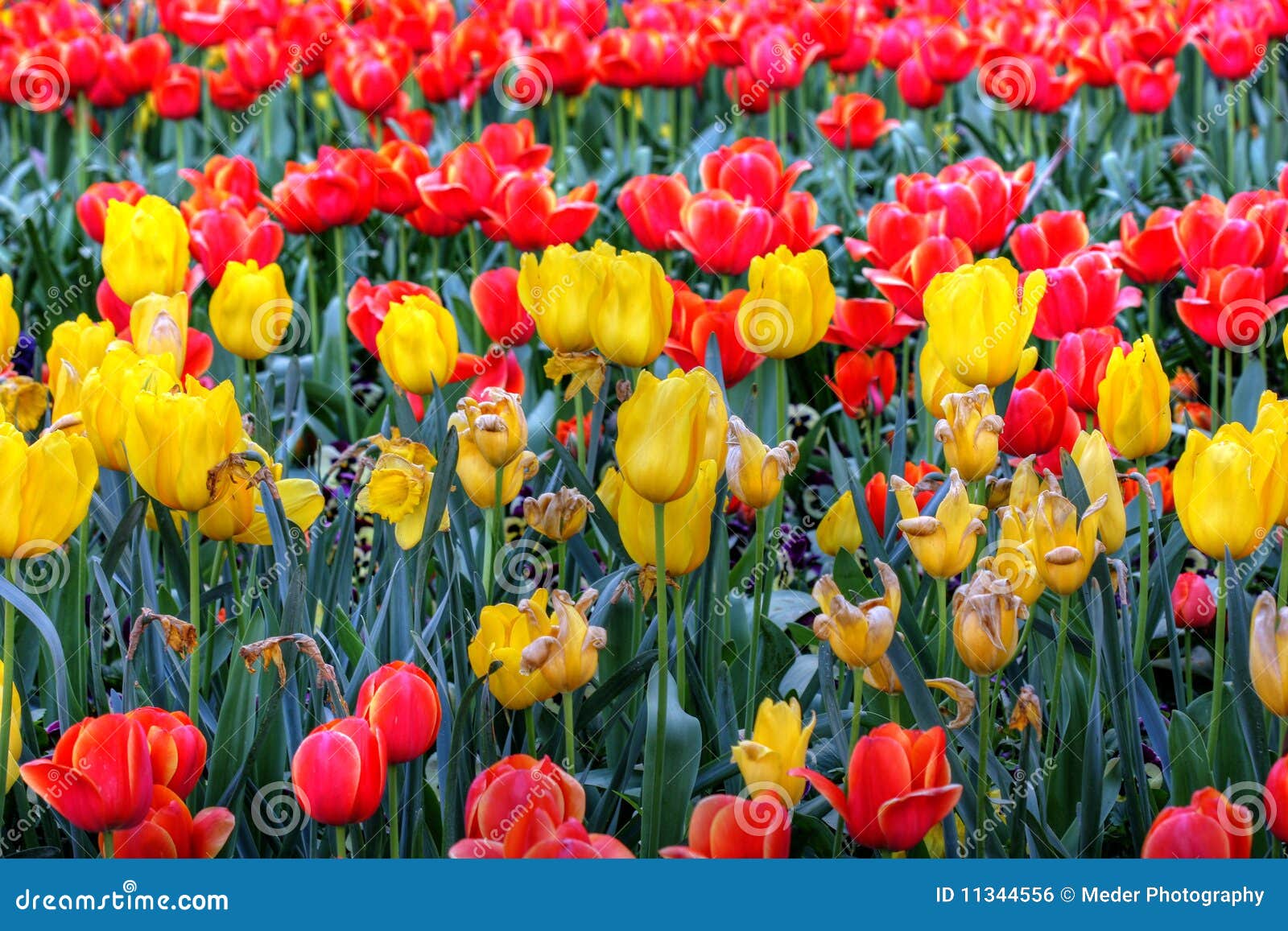 Flowers in springtime stock photo. Image of freshness - 11344556