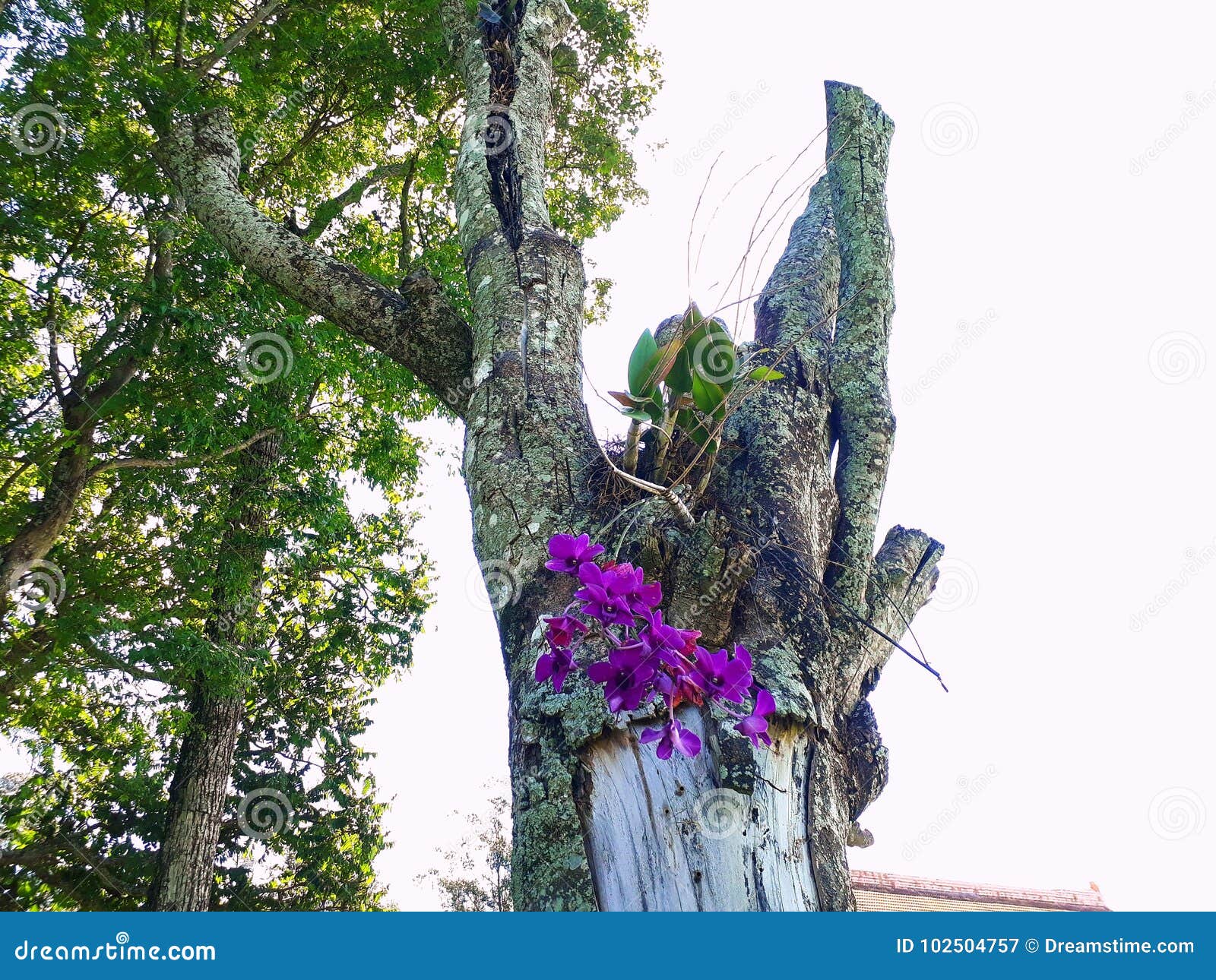 Nature regenerating stock image. Image of nature, flores - 102504757