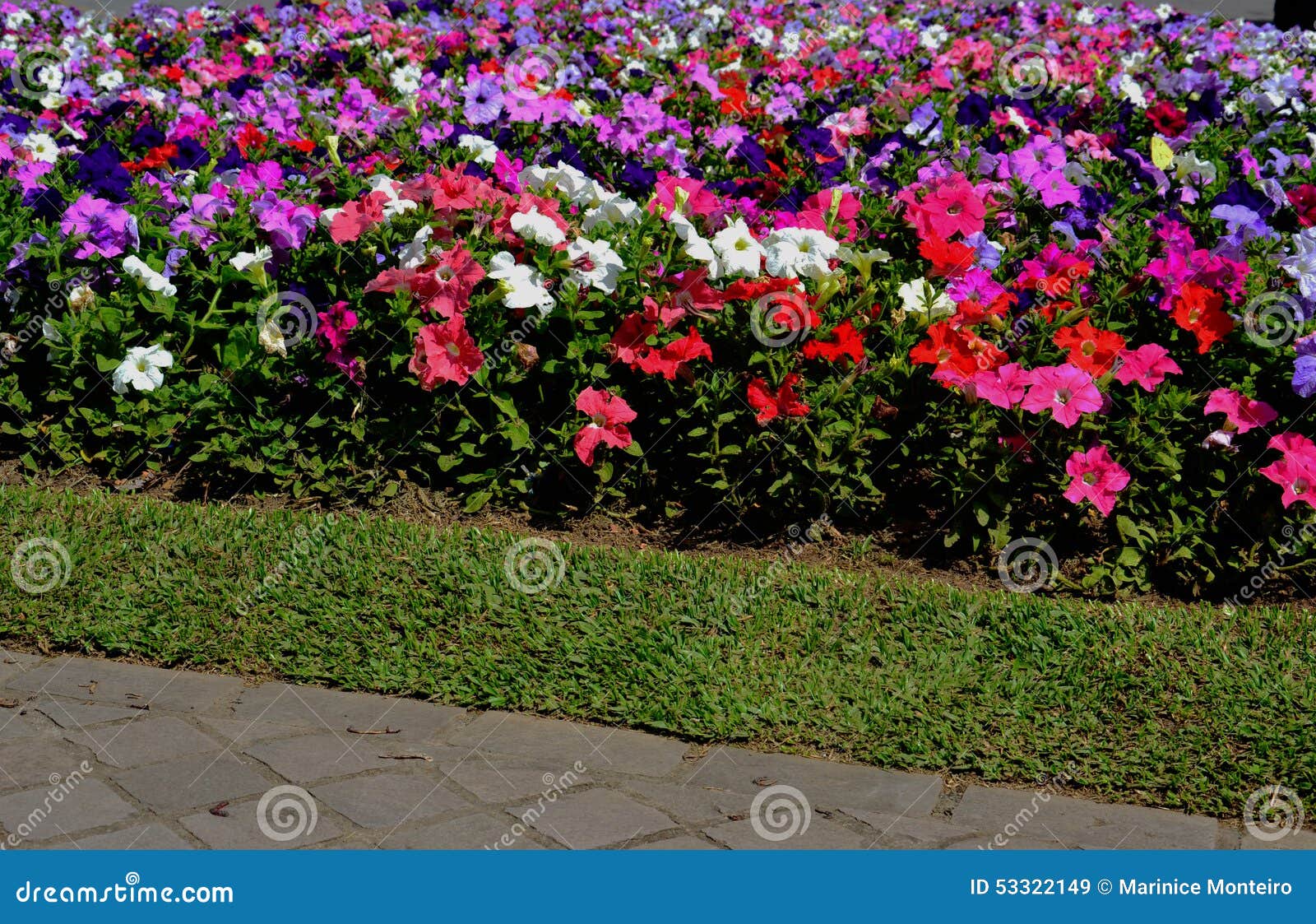 Flowers in the square stock image. Image of flora, leaf - 53322149