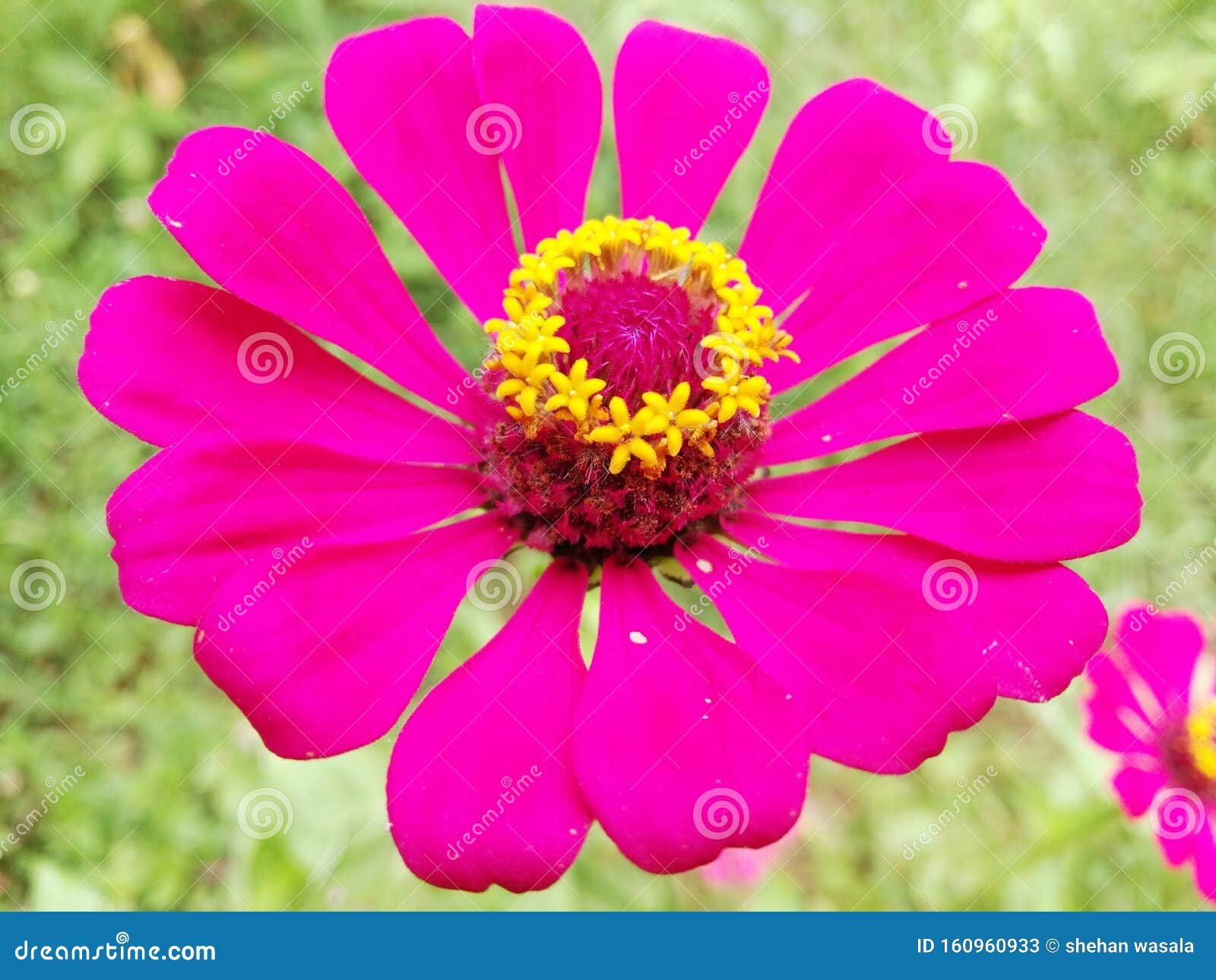 Flowers Srilankan Seniyas Nature Beautiful Stock Image - Image of ...