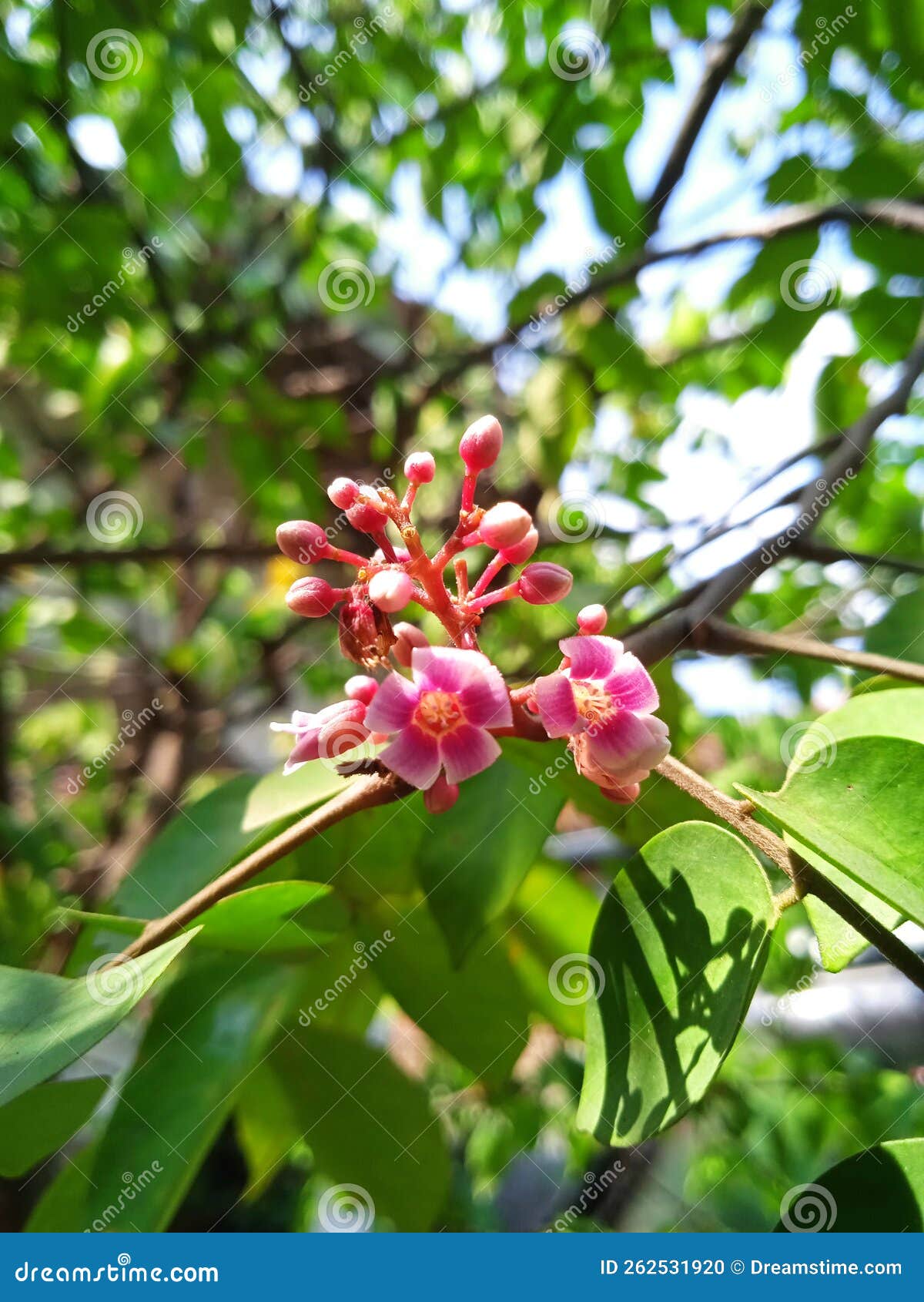 The flowers of star fruit stock photo. Image of nature - 262531920