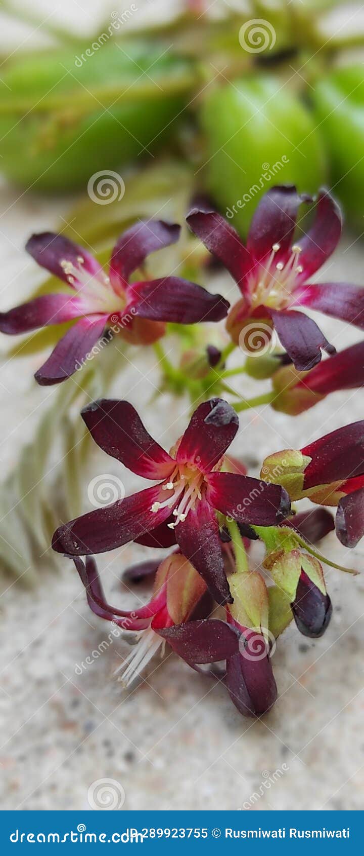 Flowers of the Starfruit Tree (Averrhoa Bilimbi L.) Stock Image - Image ...